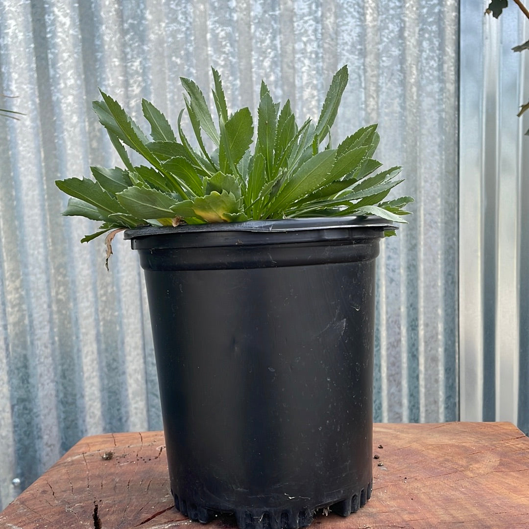 Grindelia camporum, Great Valley Gumweed – Plant Material