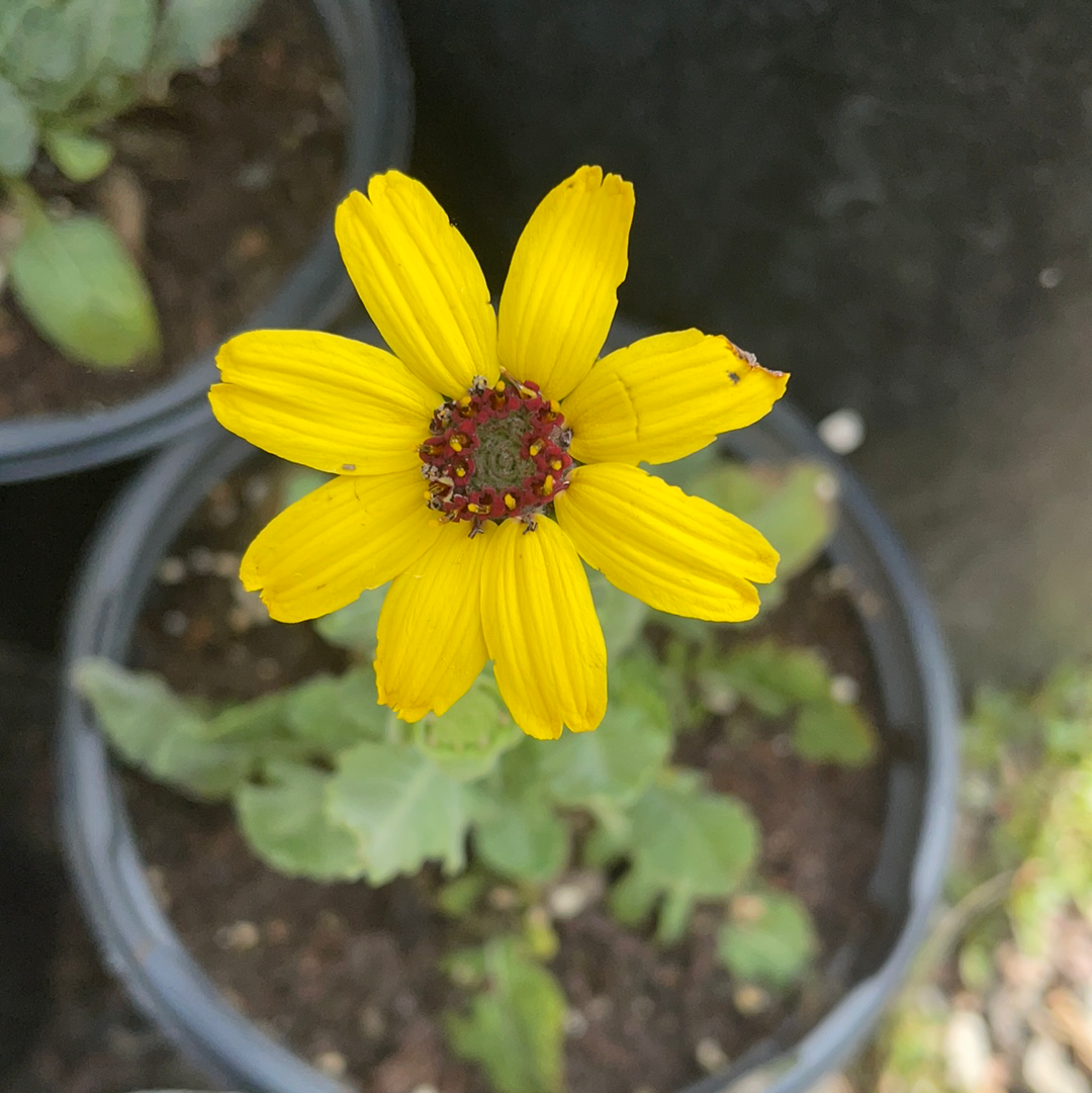 Berlandiera lyrata - Chocolate daisy – Plant Material