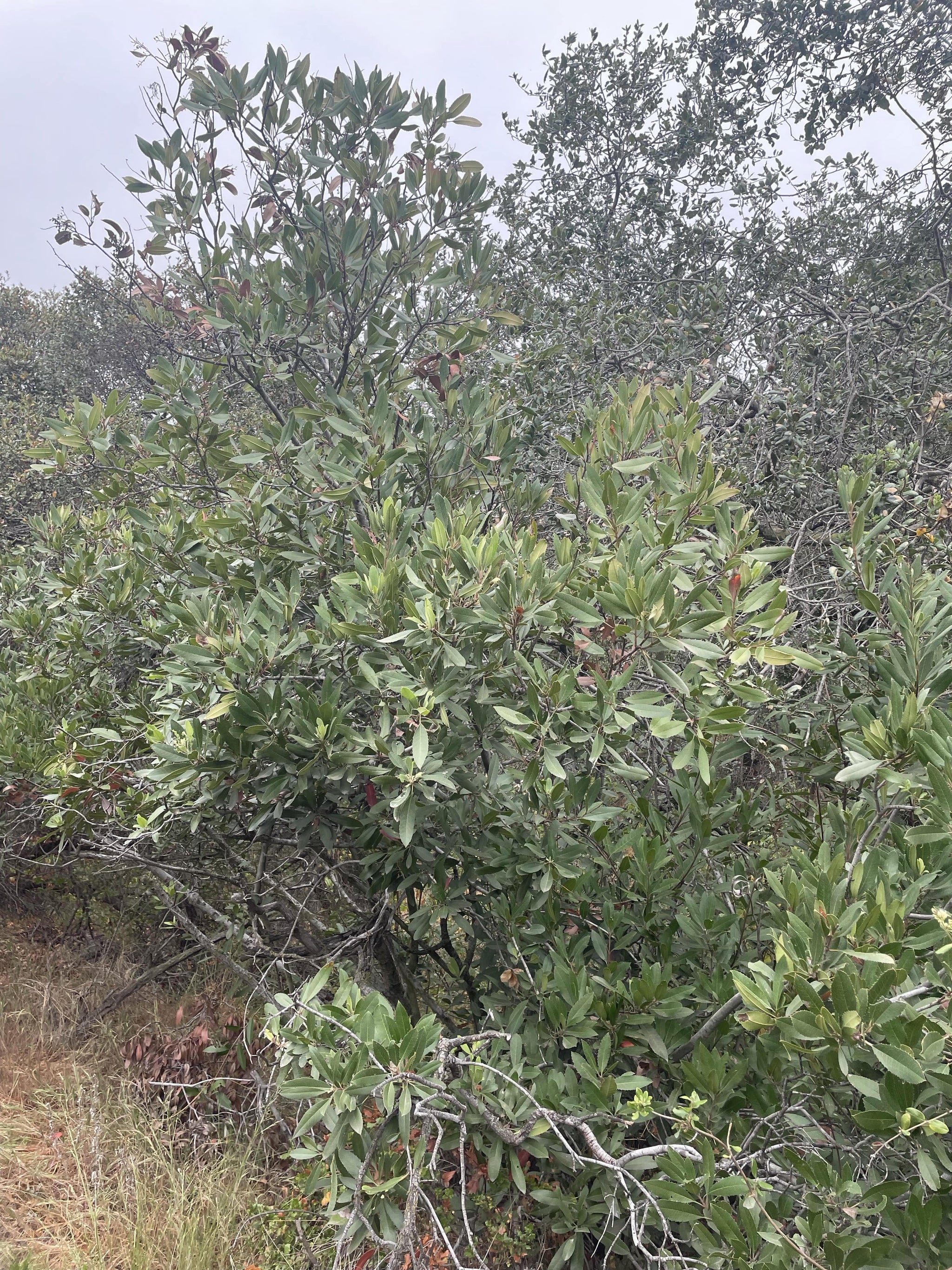 Heteromeles arbutifolia, Toyon – Plant Material