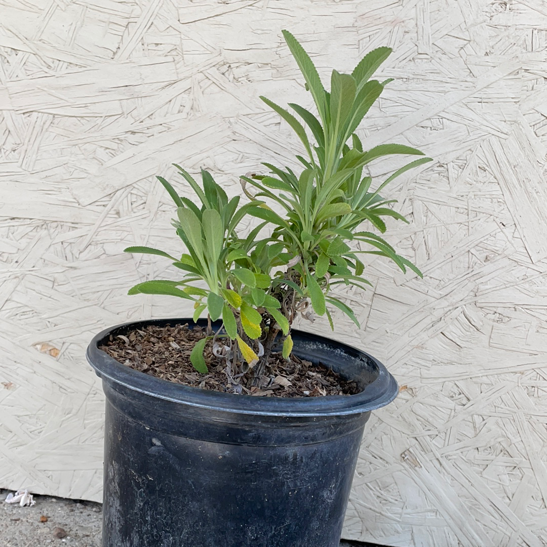 Salvia sonomensis Mrs. Beard, Mrs. Beard Creeping Sage – Plant Material