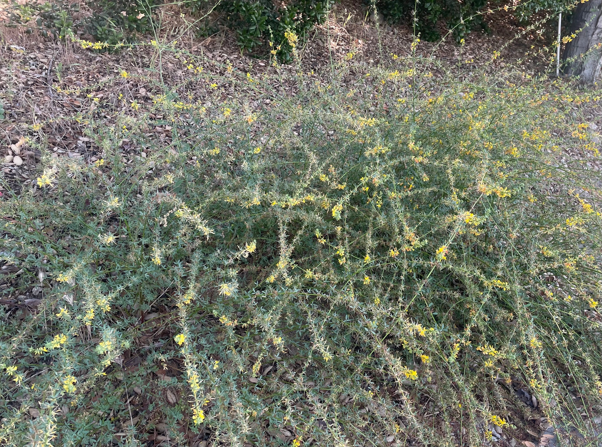 Acmispon glaber, Deerweed – Plant Material