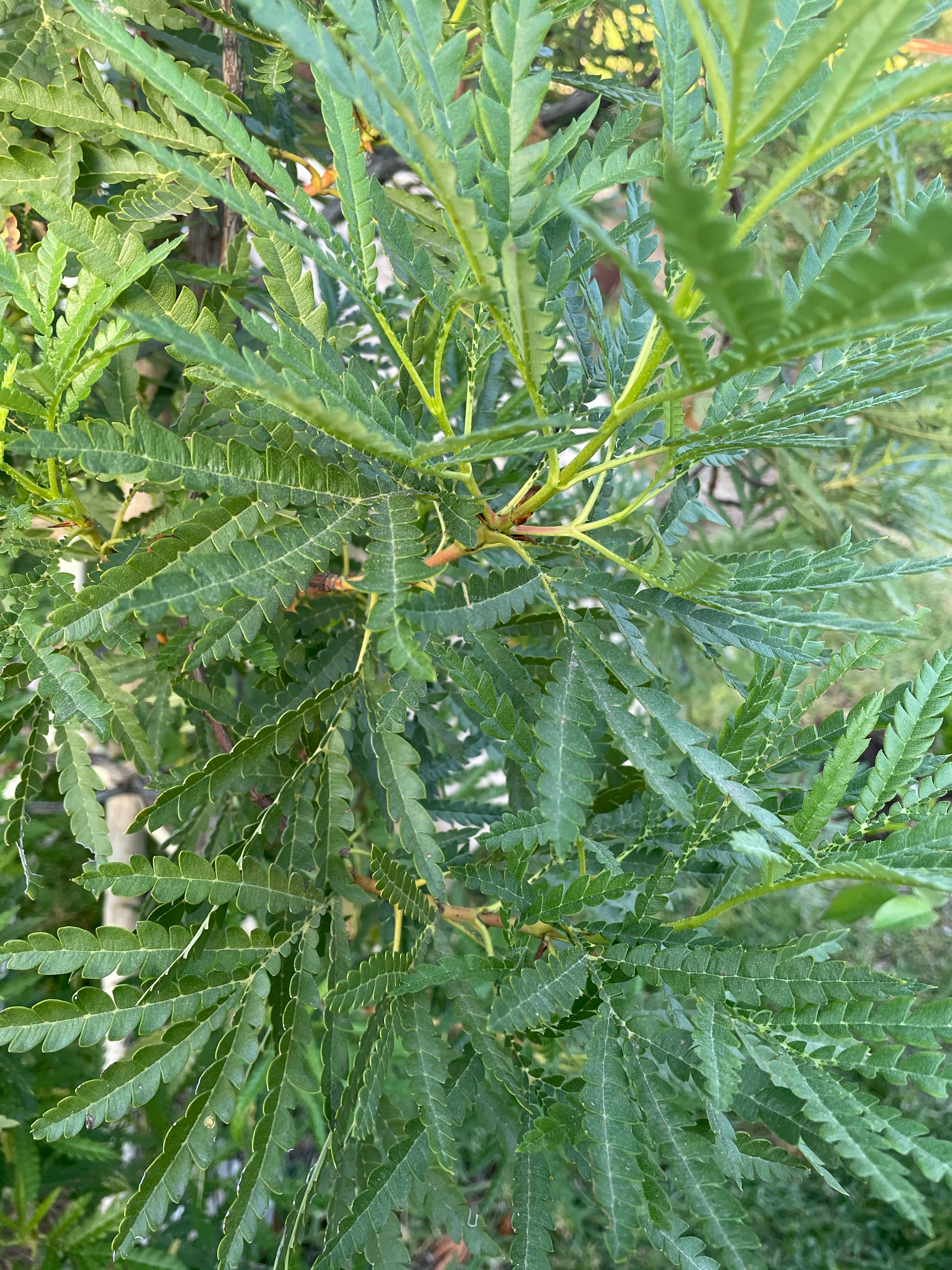 Lyonothamnus floribundus ssp. asplenifolius – Plant Material