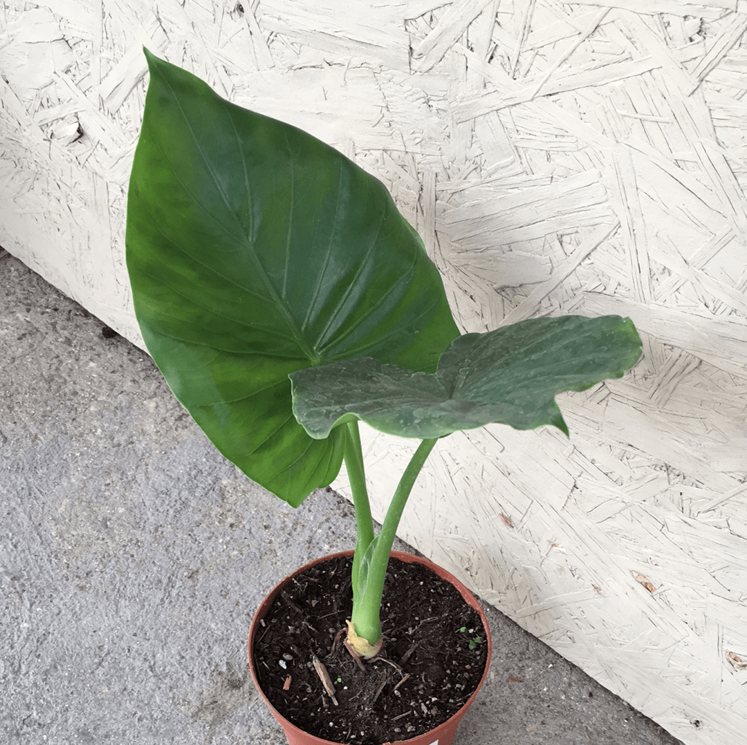 Alocasia calidora – Plant Material