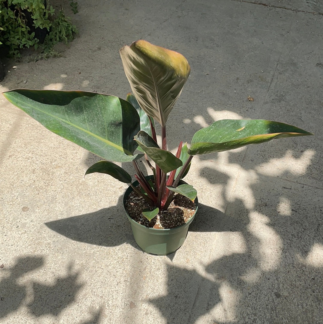 Red Congo Philodendron
