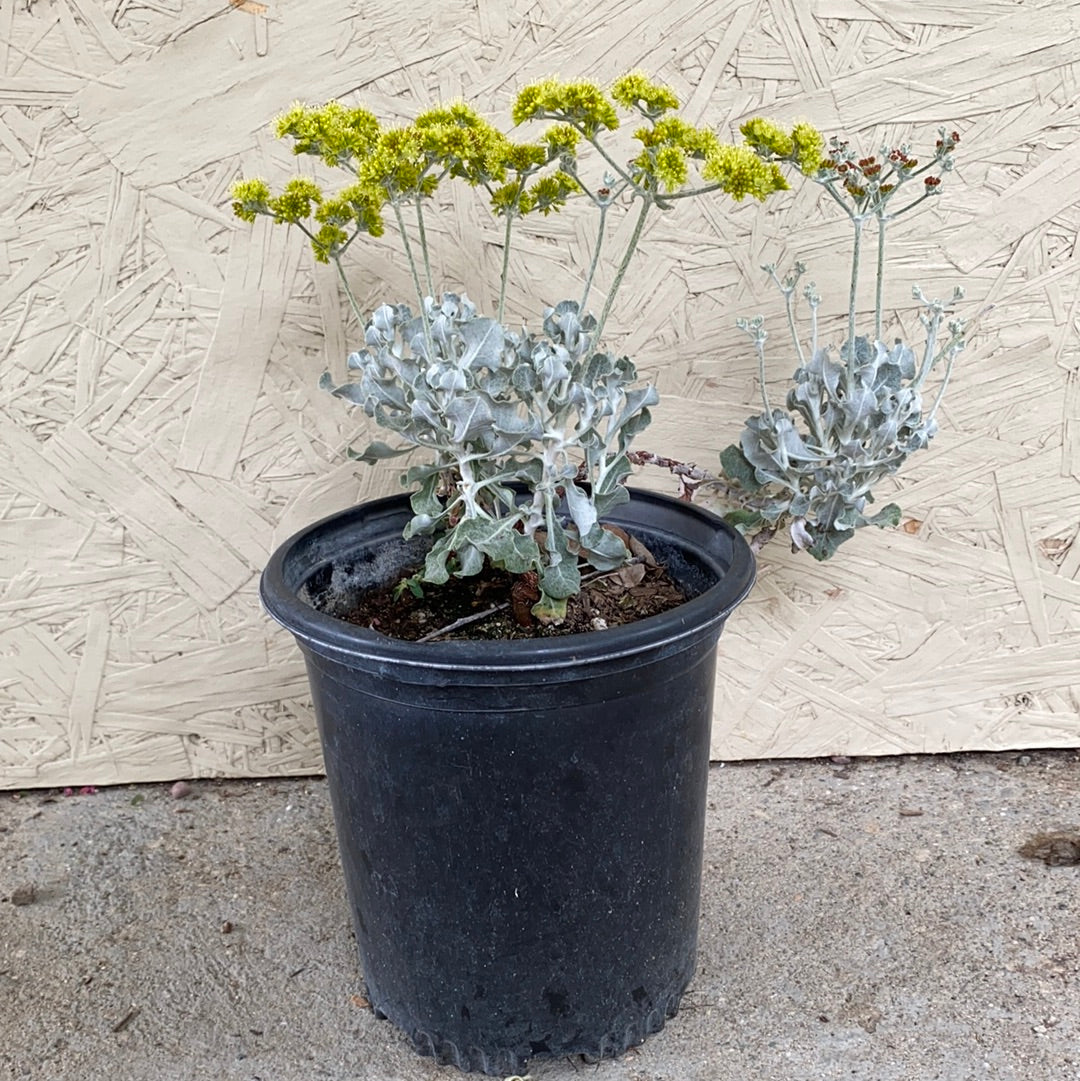 Eriogonum crocatum – Plant Material