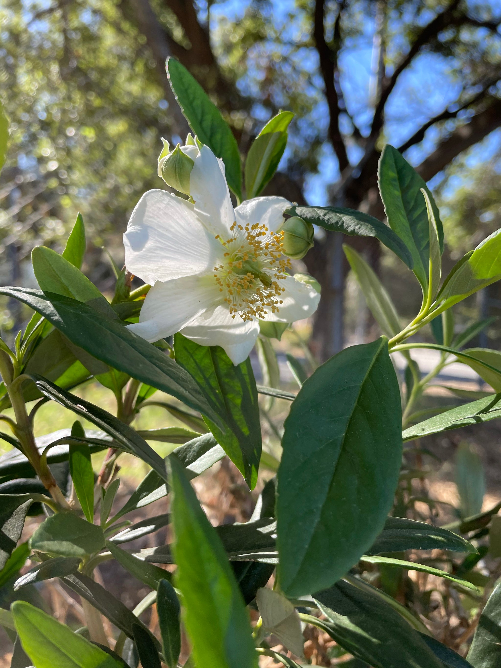 Carpenteria californica, Bush Anemone – Plant Material