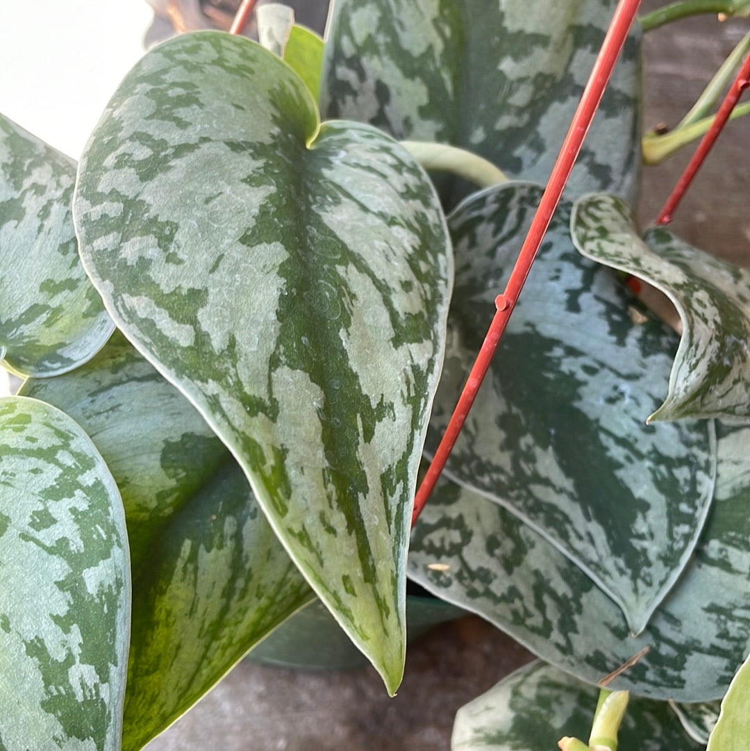 Pothos Silver Splash – Plant Material