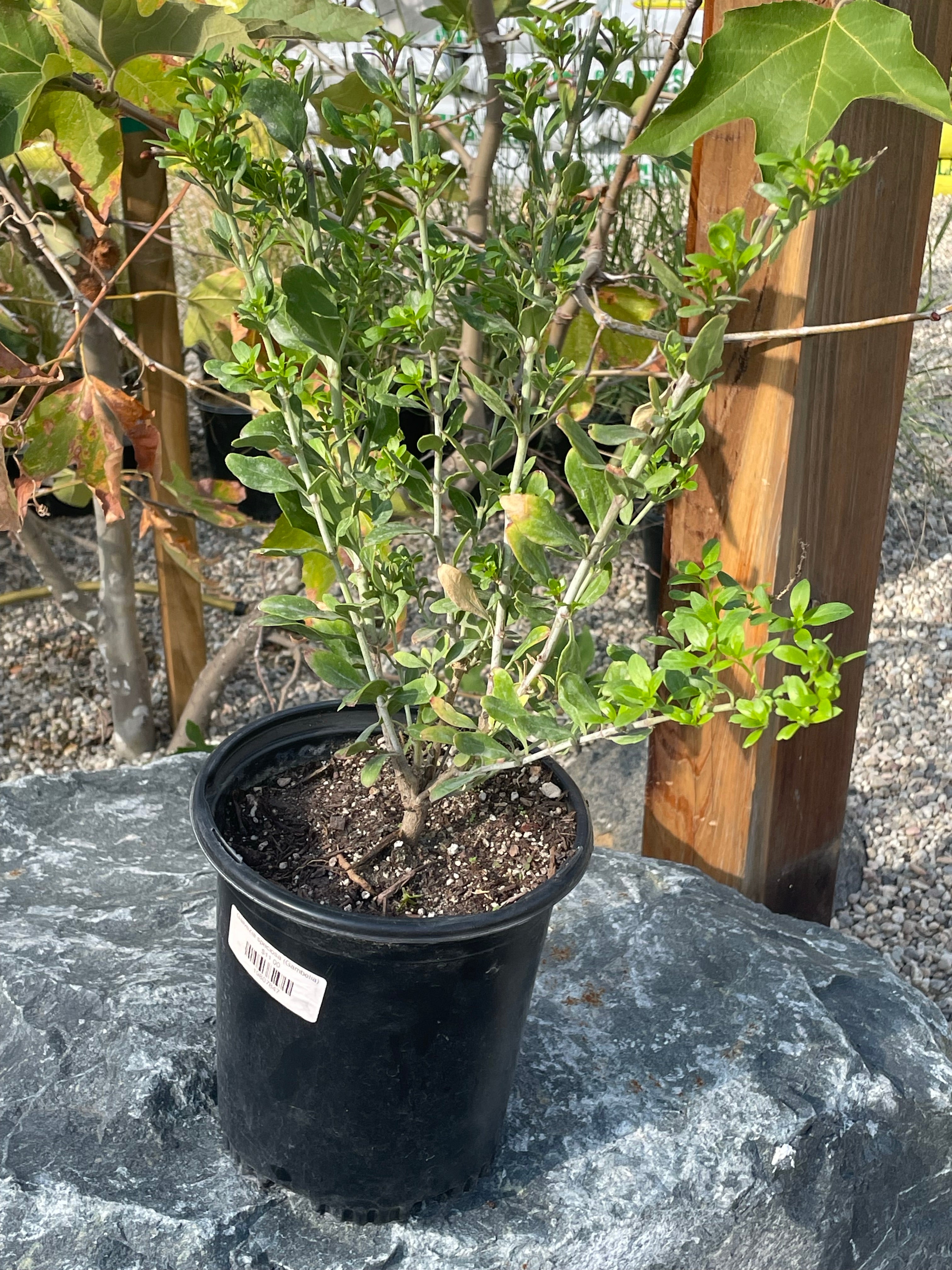 Galvezia speciosa (Gambelia) – Plant Material