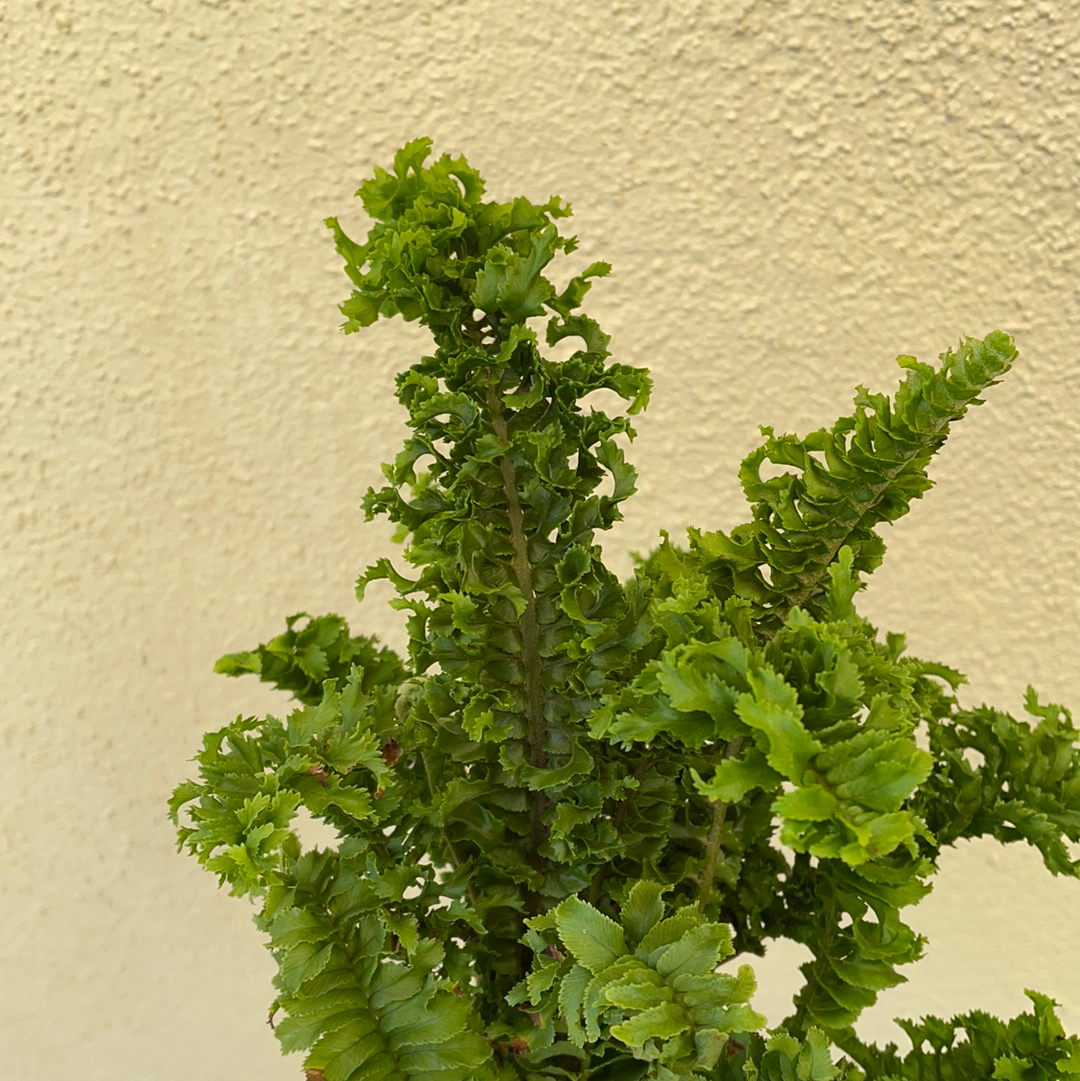 Emina Fern - 4" – Plant Material