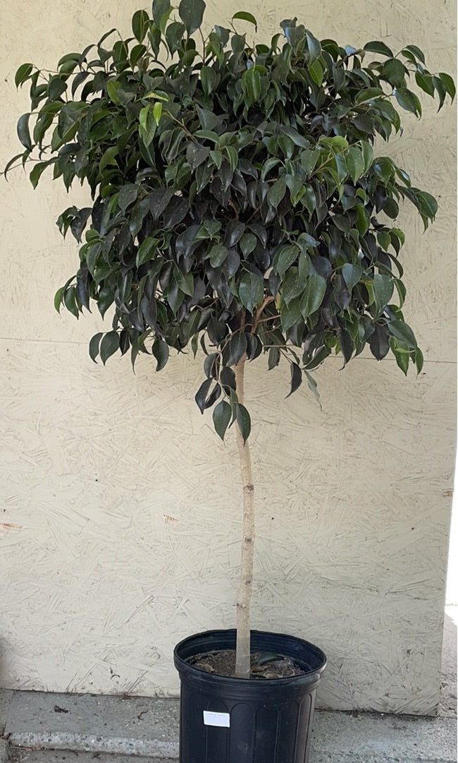 Ficus Midnight Standard – Plant Material
