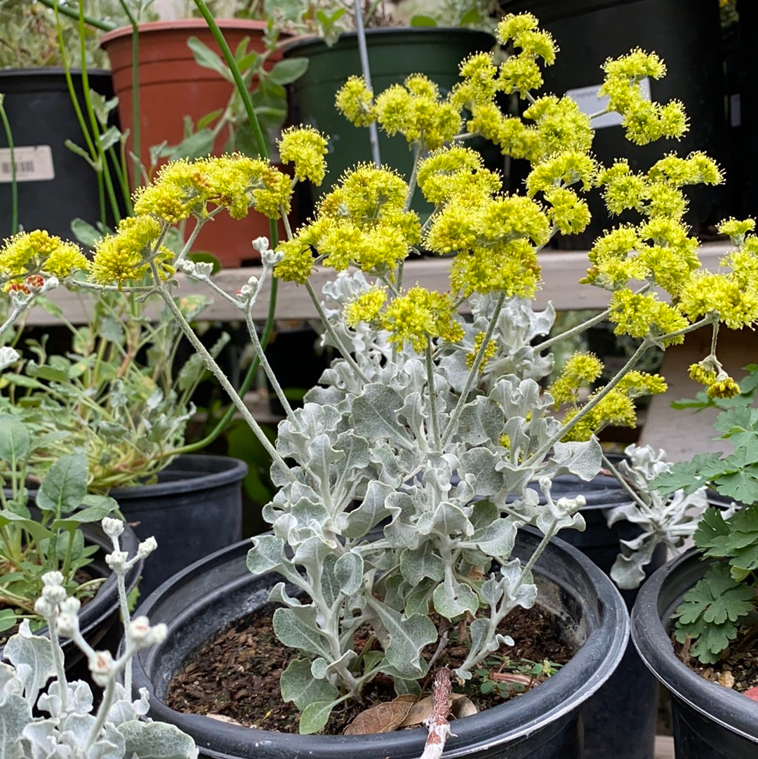 Eriogonum crocatum – Plant Material