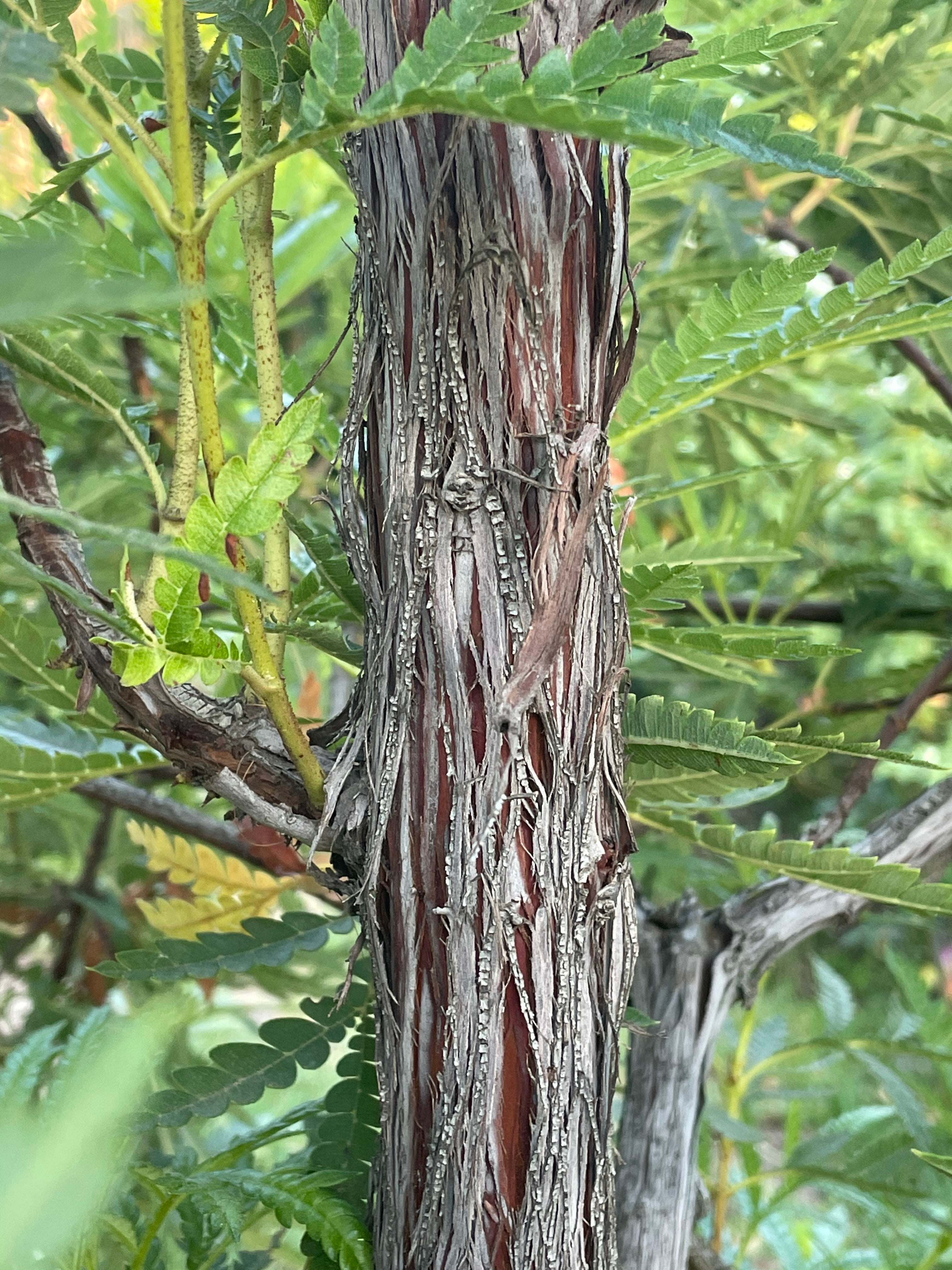 Lyonothamnus floribundus ssp. asplenifolius – Plant Material