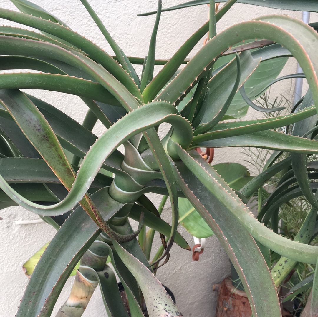 Aloe Medusa – Plant Material