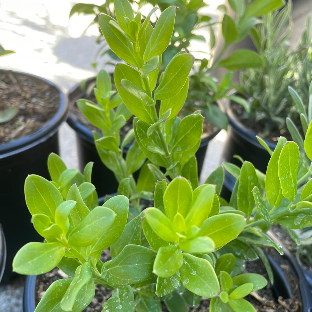 Galvezia speciosa 'Boca Rosa' (Gambelia) – Plant Material