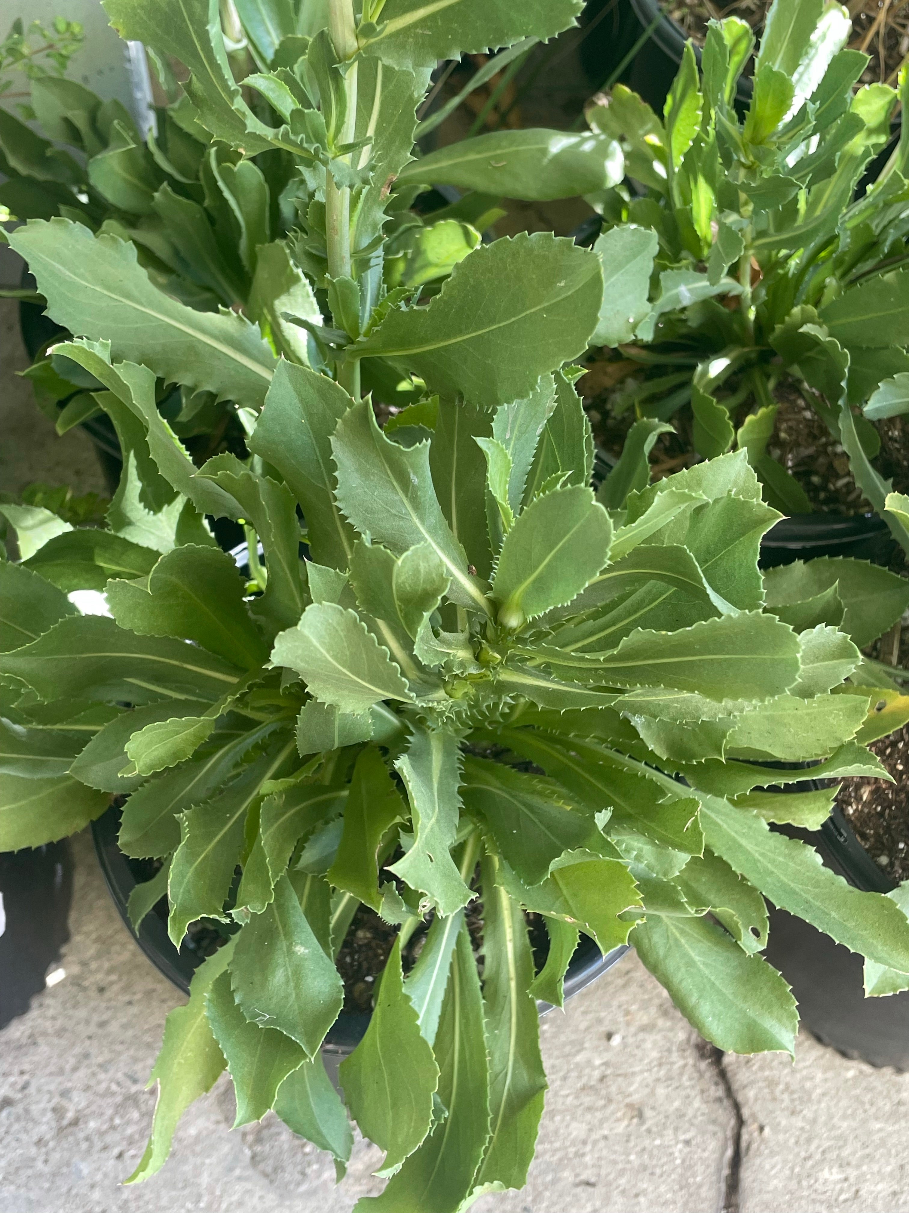 Grindelia camporum, Great Valley Gumweed – Plant Material