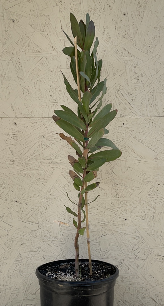 Protea hyb Sylvia – Plant Material