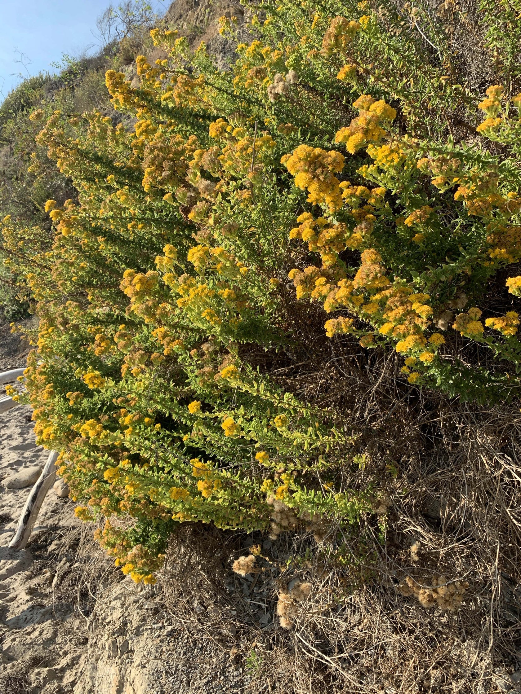 Isocoma menziesii, Menzies goldenbush – Plant Material