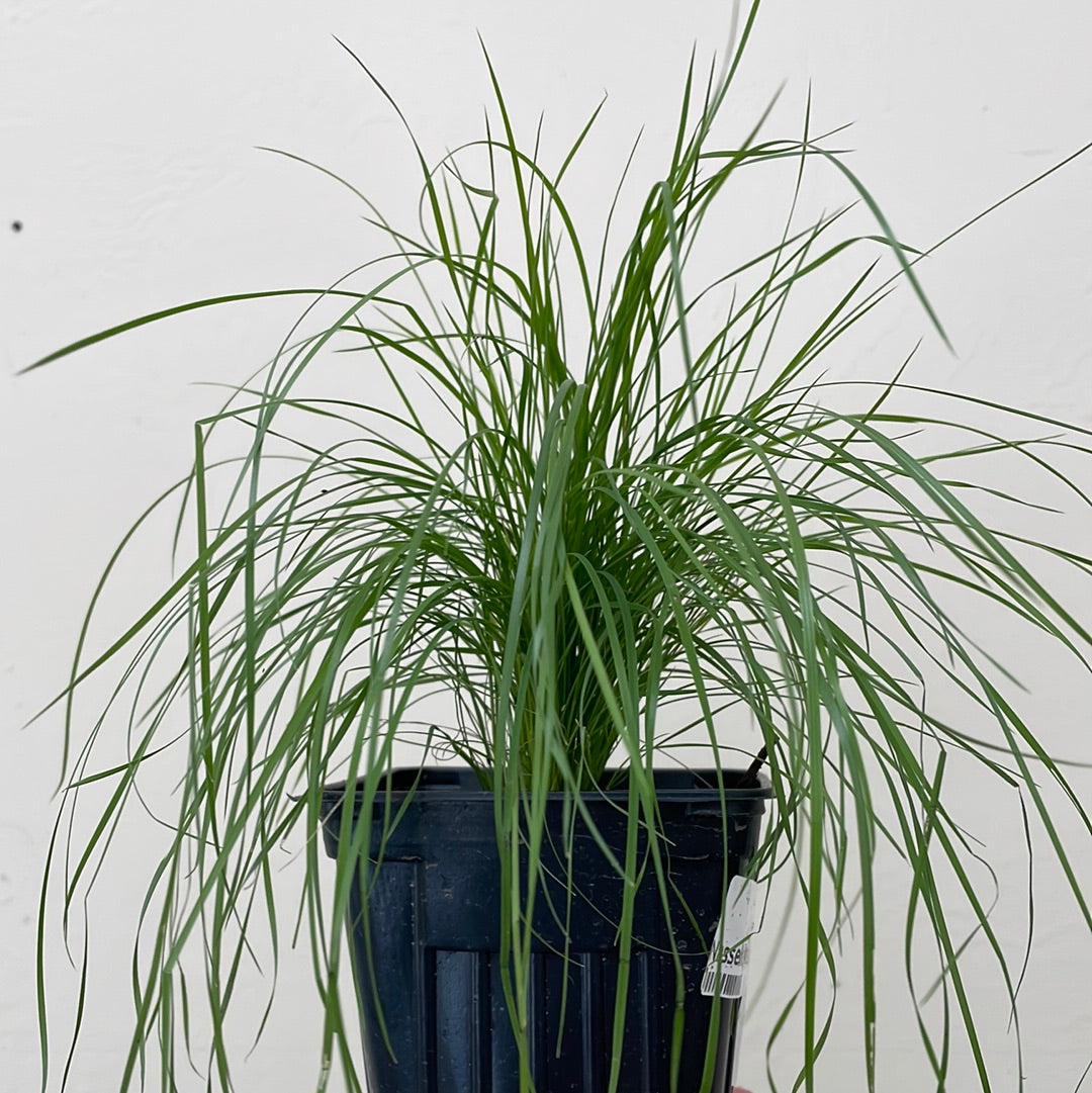 Nassella (Stipa) cernua – Plant Material