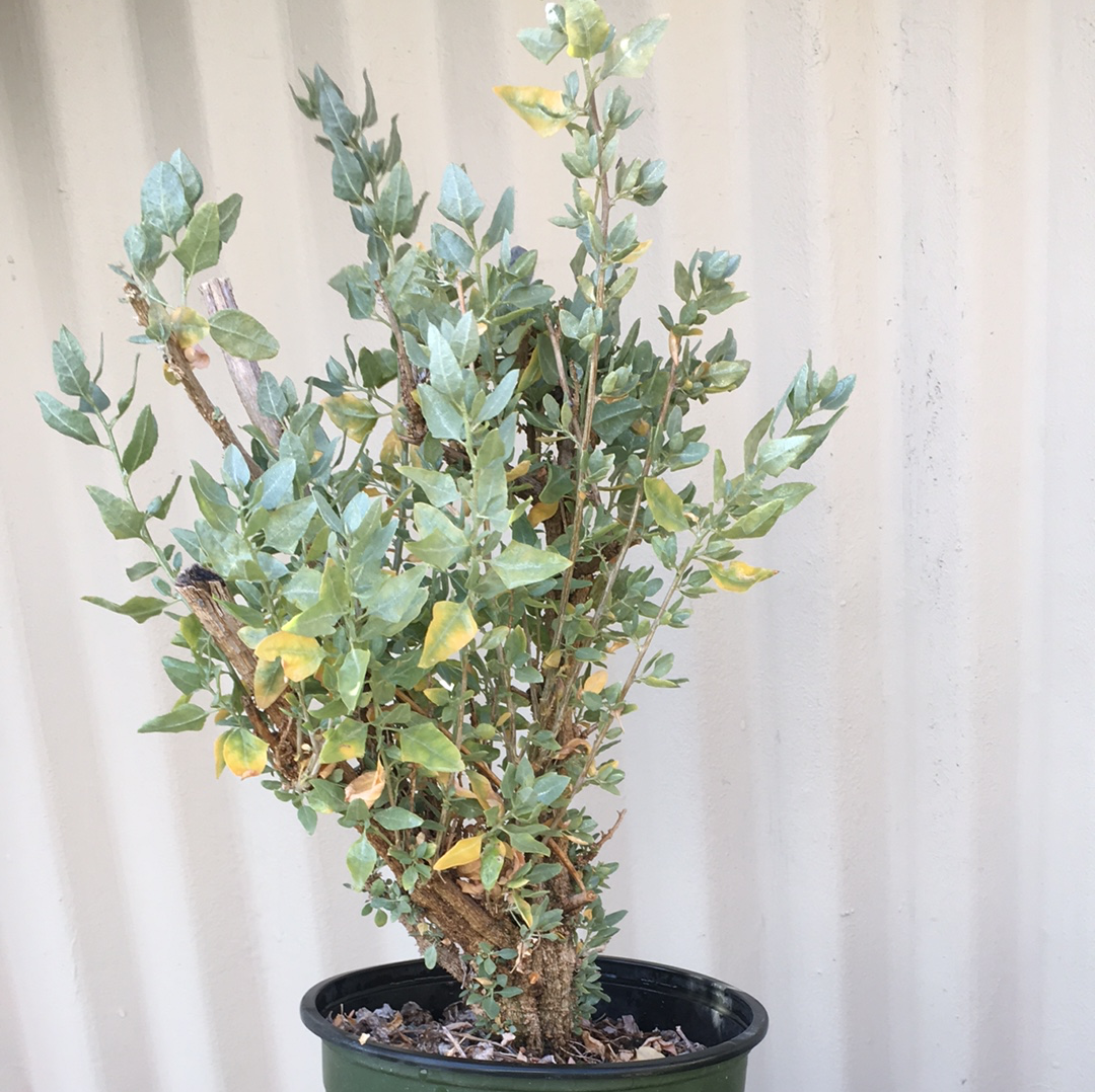 Atriplex lentiformis ssp. breweri – Plant Material