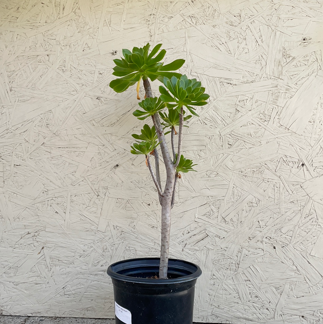 Aeonium arboreum – Plant Material