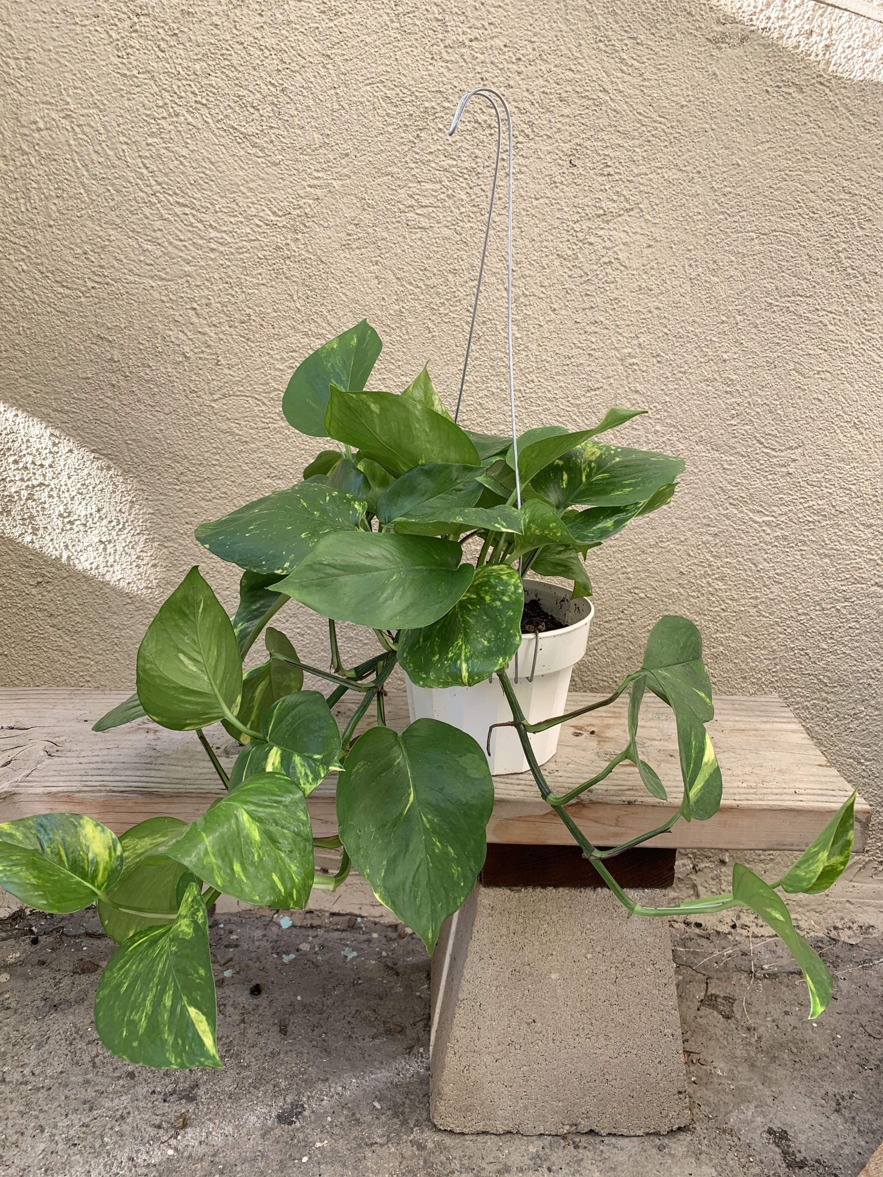 Epipremnum aureum, Golden Pothos – Plant Material