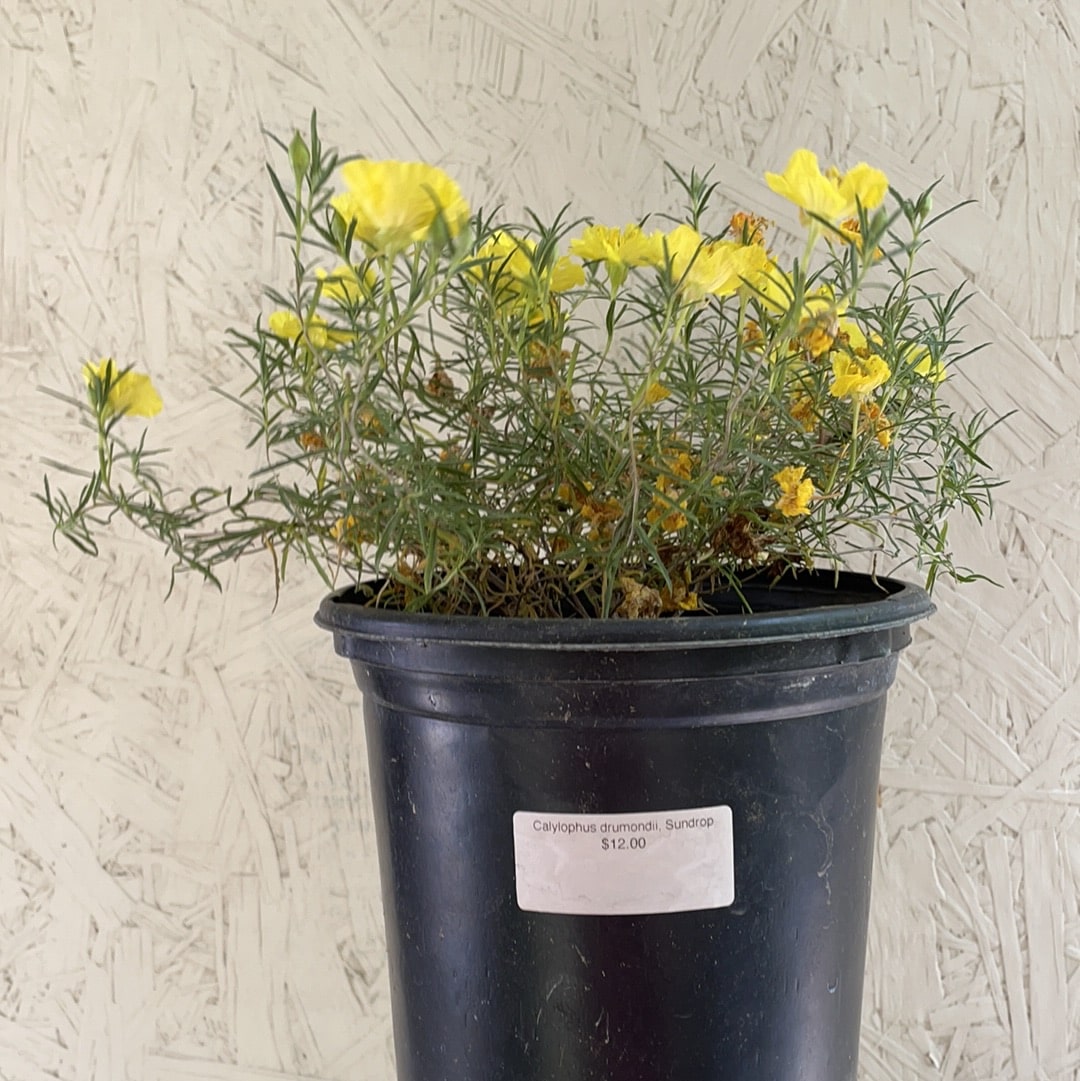Calylophus drummondii, Sundrops – Plant Material
