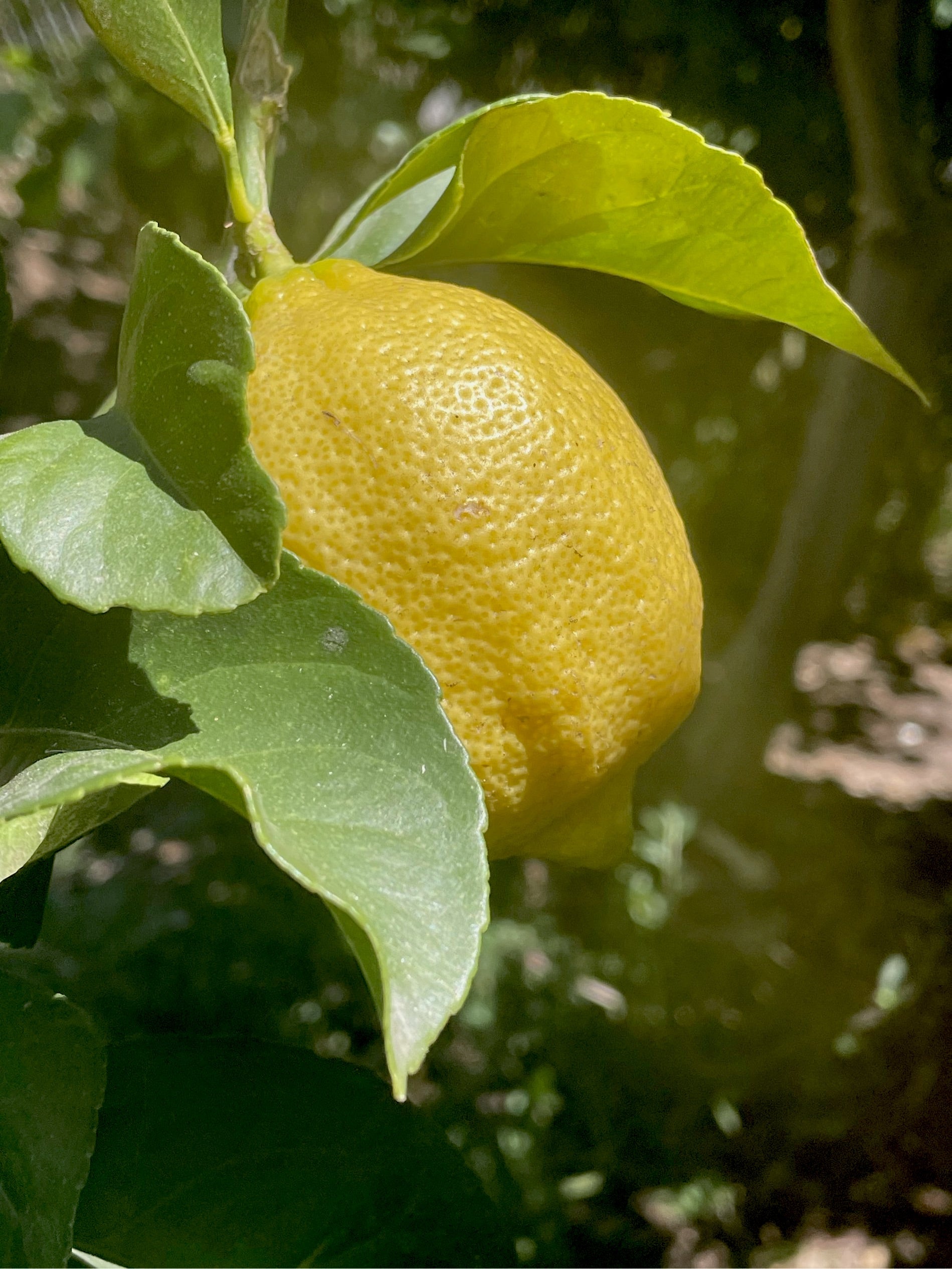 Eureka Lemon, semi-dwarf – Plant Material