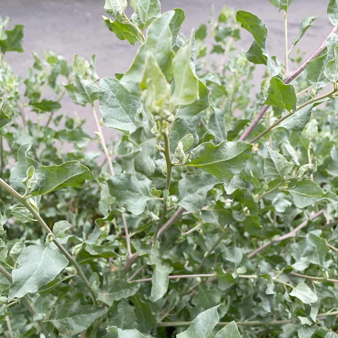 Atriplex lentiformis ssp. breweri – Plant Material