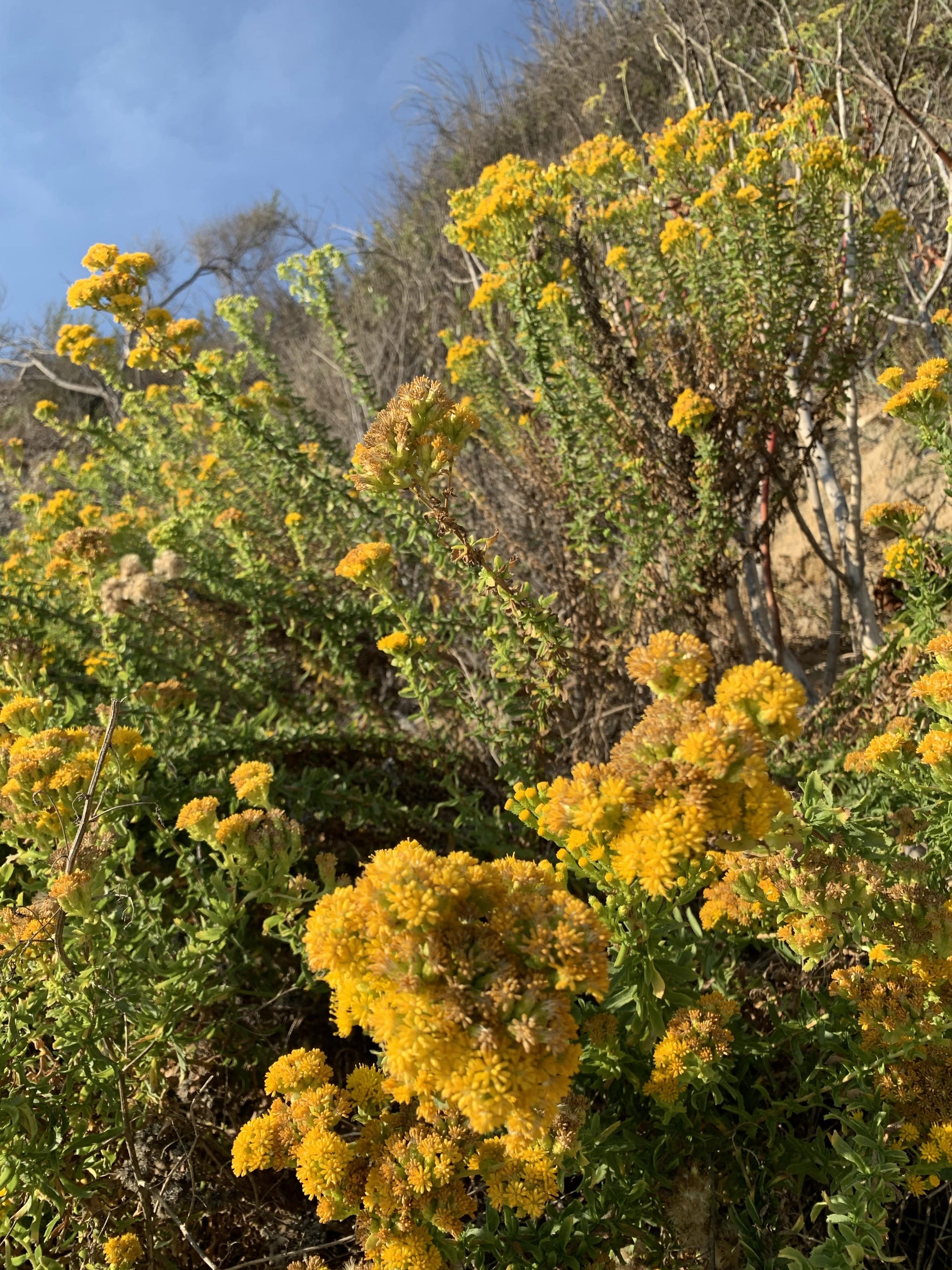 Isocoma menziesii, Menzies goldenbush – Plant Material