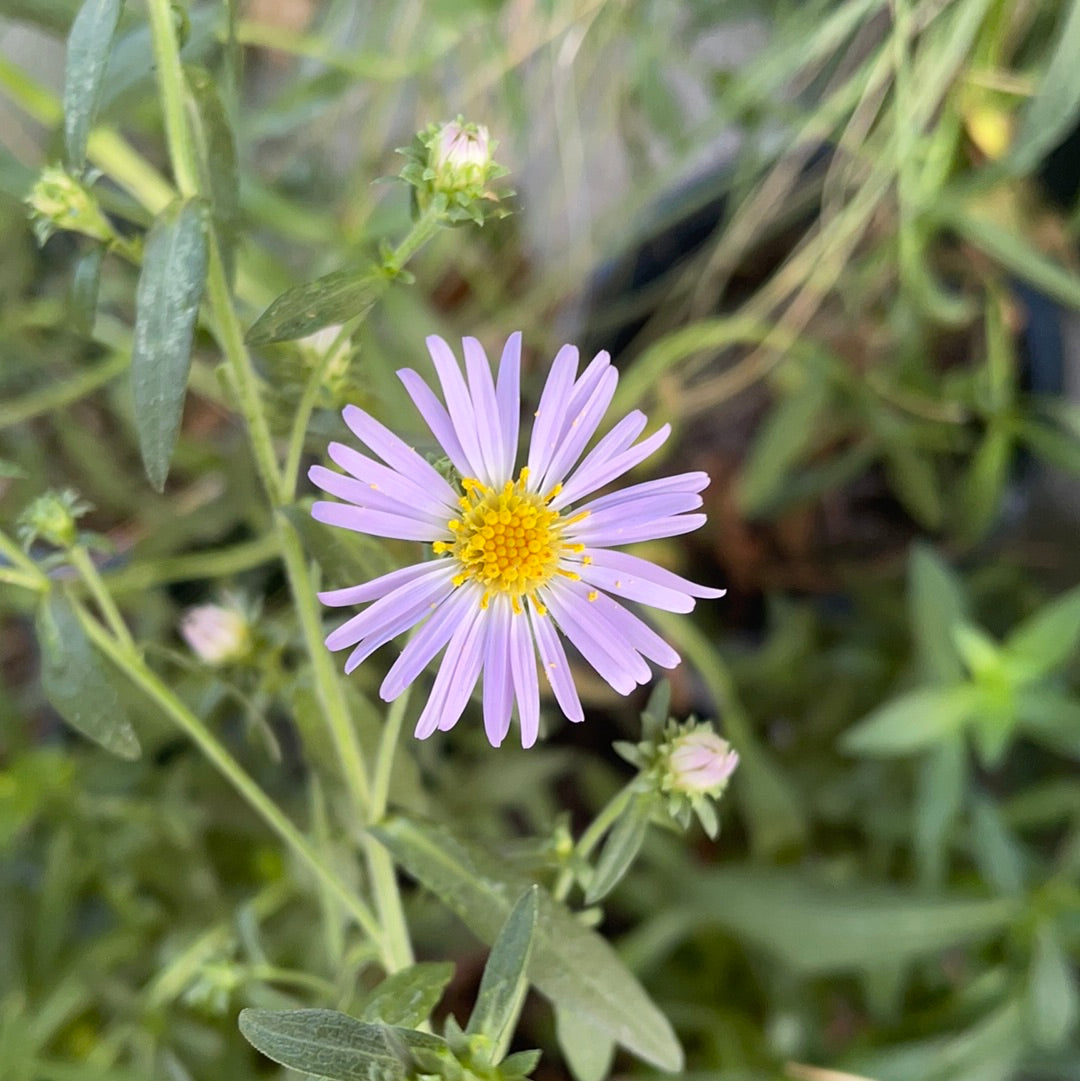 Symphyotrichum (Aster) chilense – Plant Material