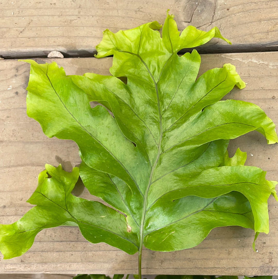 Nicolas Diamond Fern – Plant Material