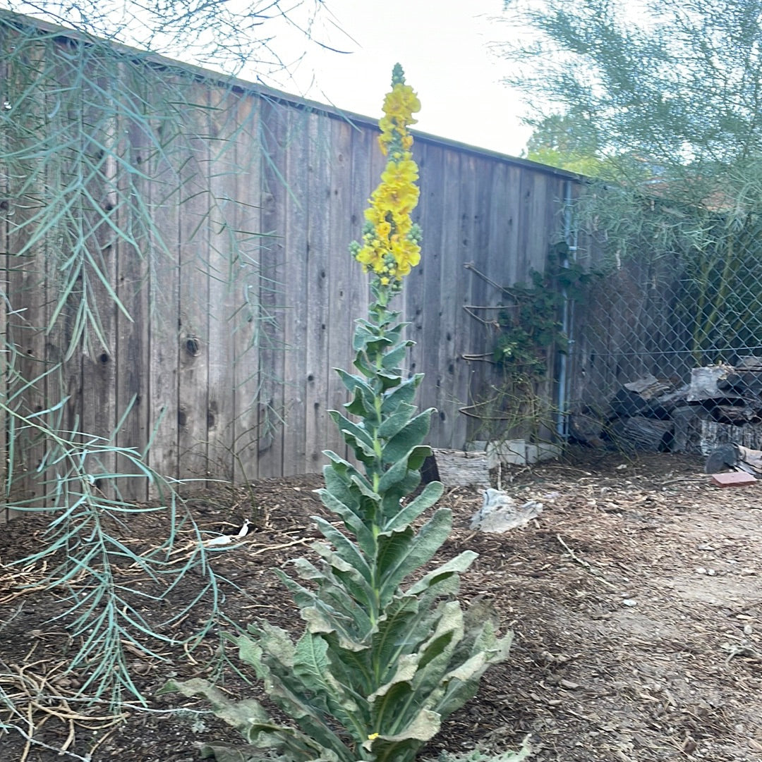 Organic Mullien – Plant Material