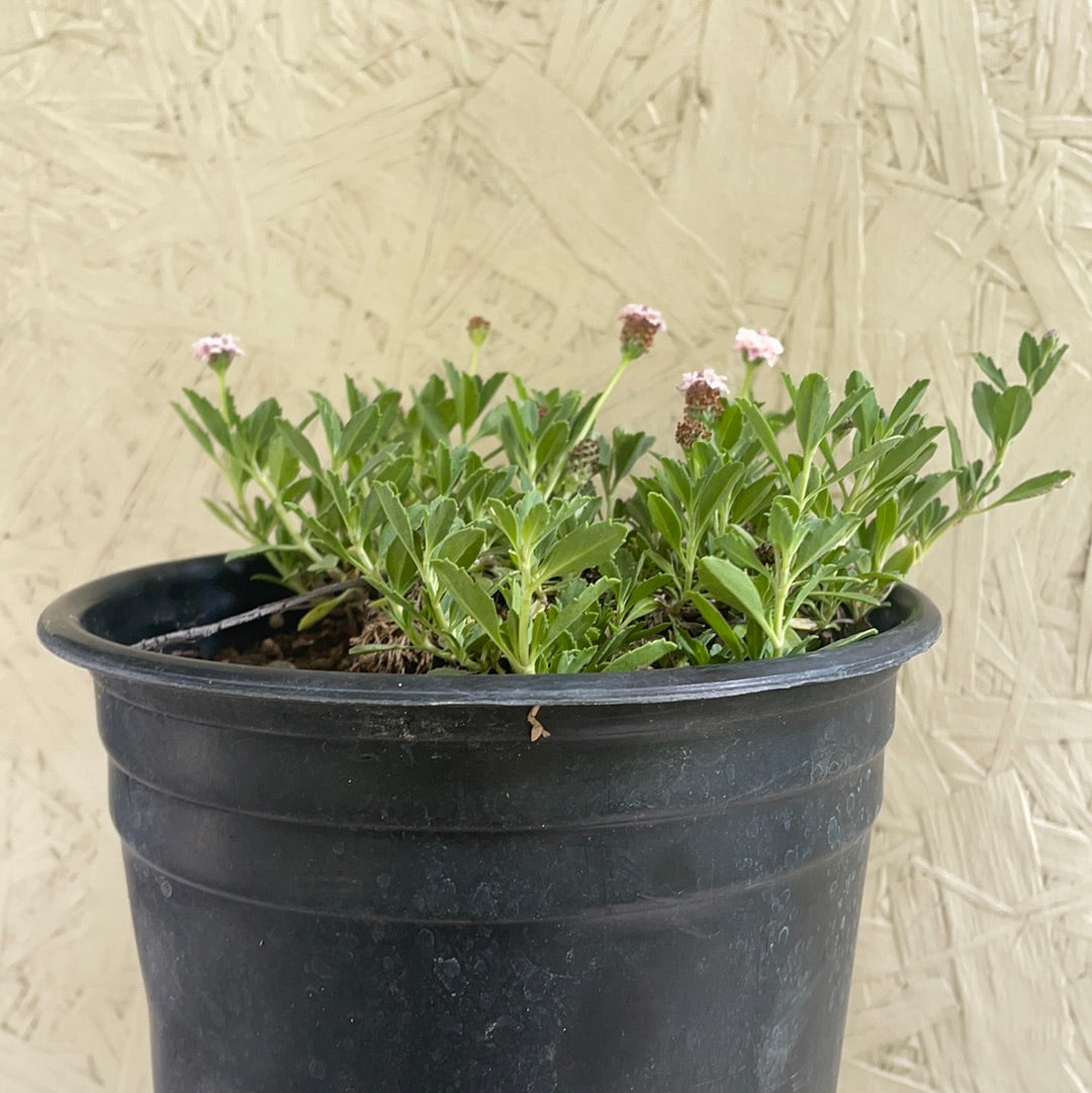 Phyla nodiflora, Common Lippia – Plant Material