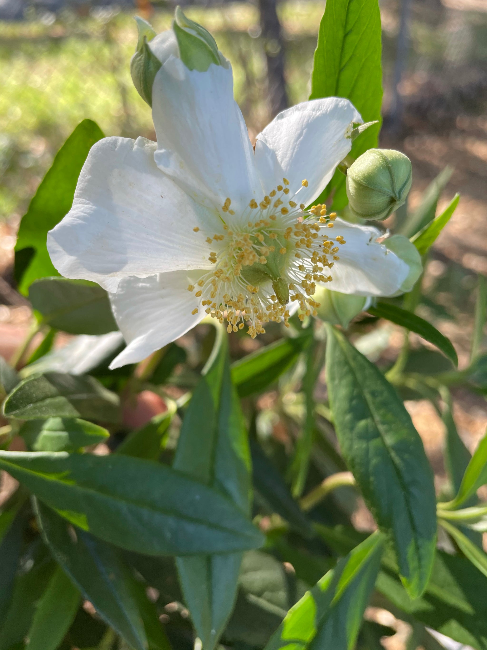 Carpenteria californica, Bush Anemone – Plant Material