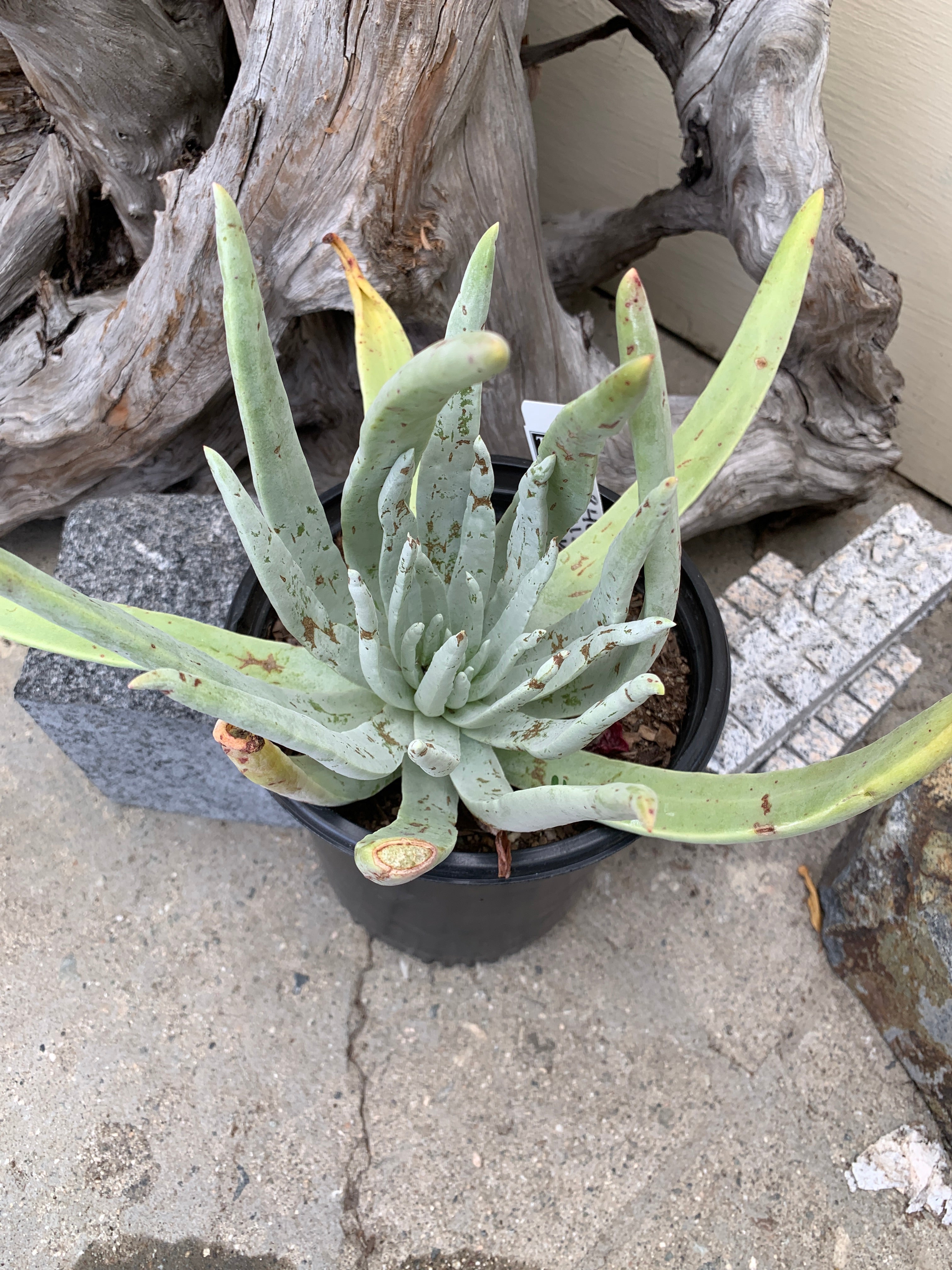 Dudleya virens (Liveforever) – Plant Material