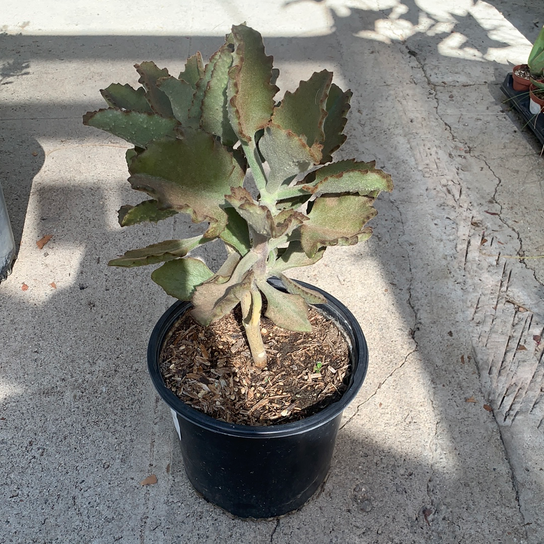 Kalanchoe Beharensis Fang Cuidados