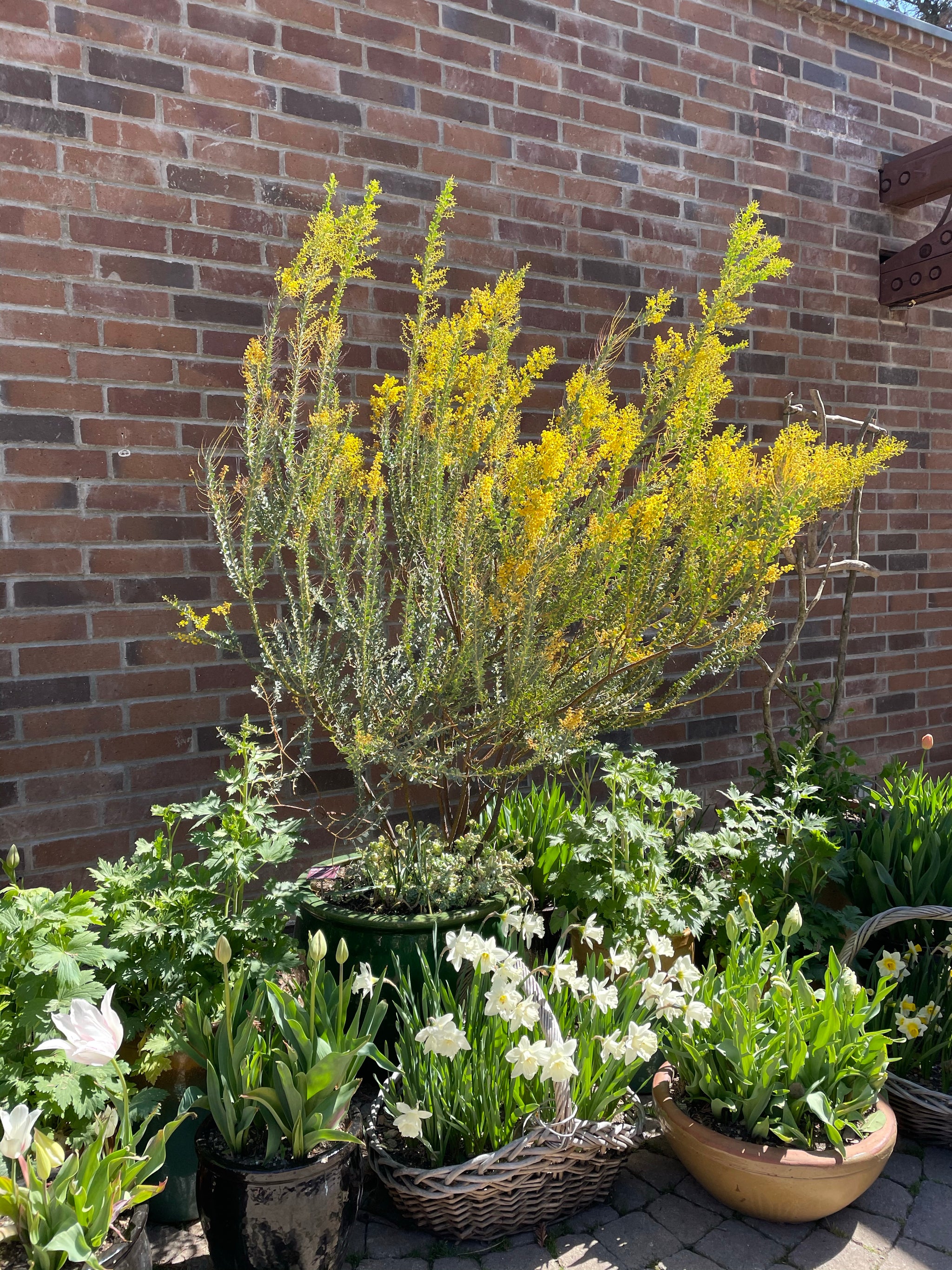 Acacia cultriformis (knifeleaf acacia) – Plant Material