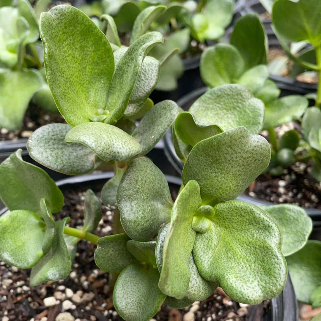 Crassula multicava (fairy crassula) – Plant Material