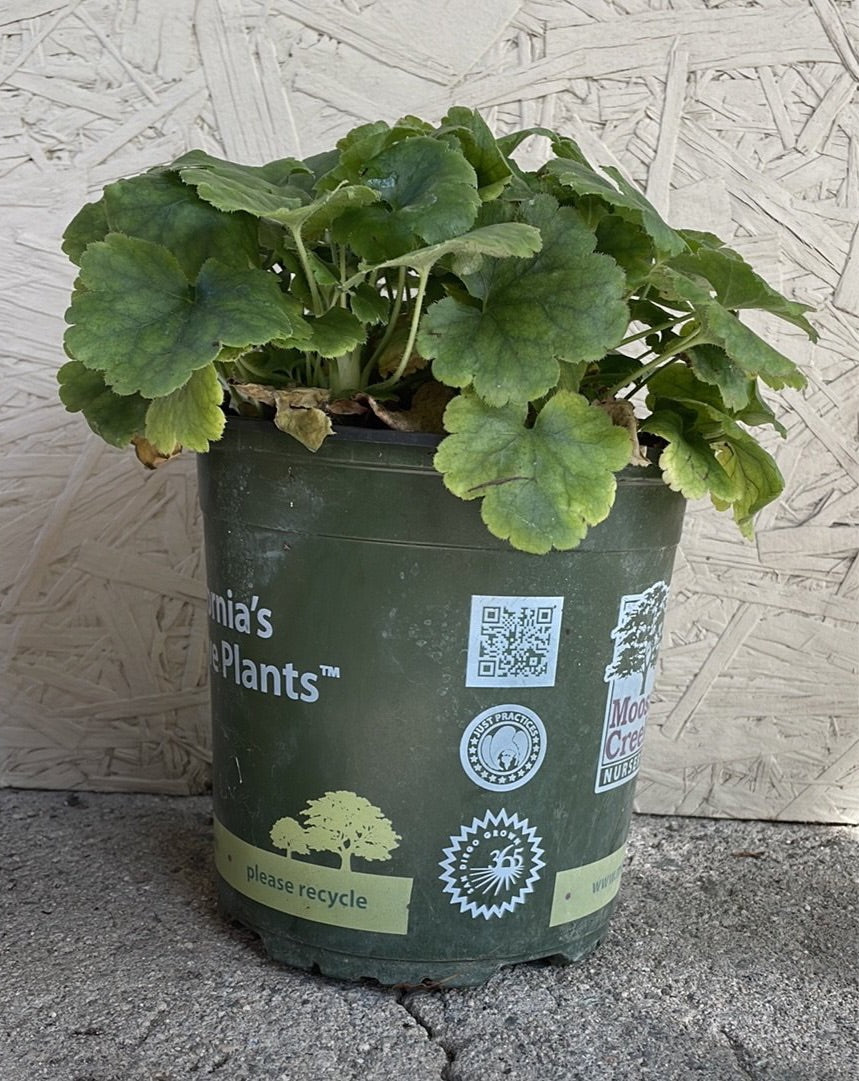 Heuchera rubescens, Pink Alum Root – Plant Material