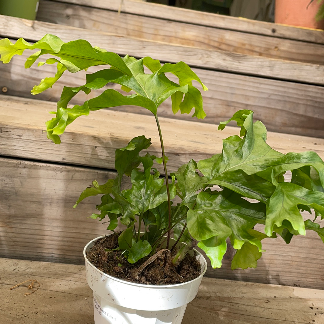Nicolas Diamond Fern – Plant Material