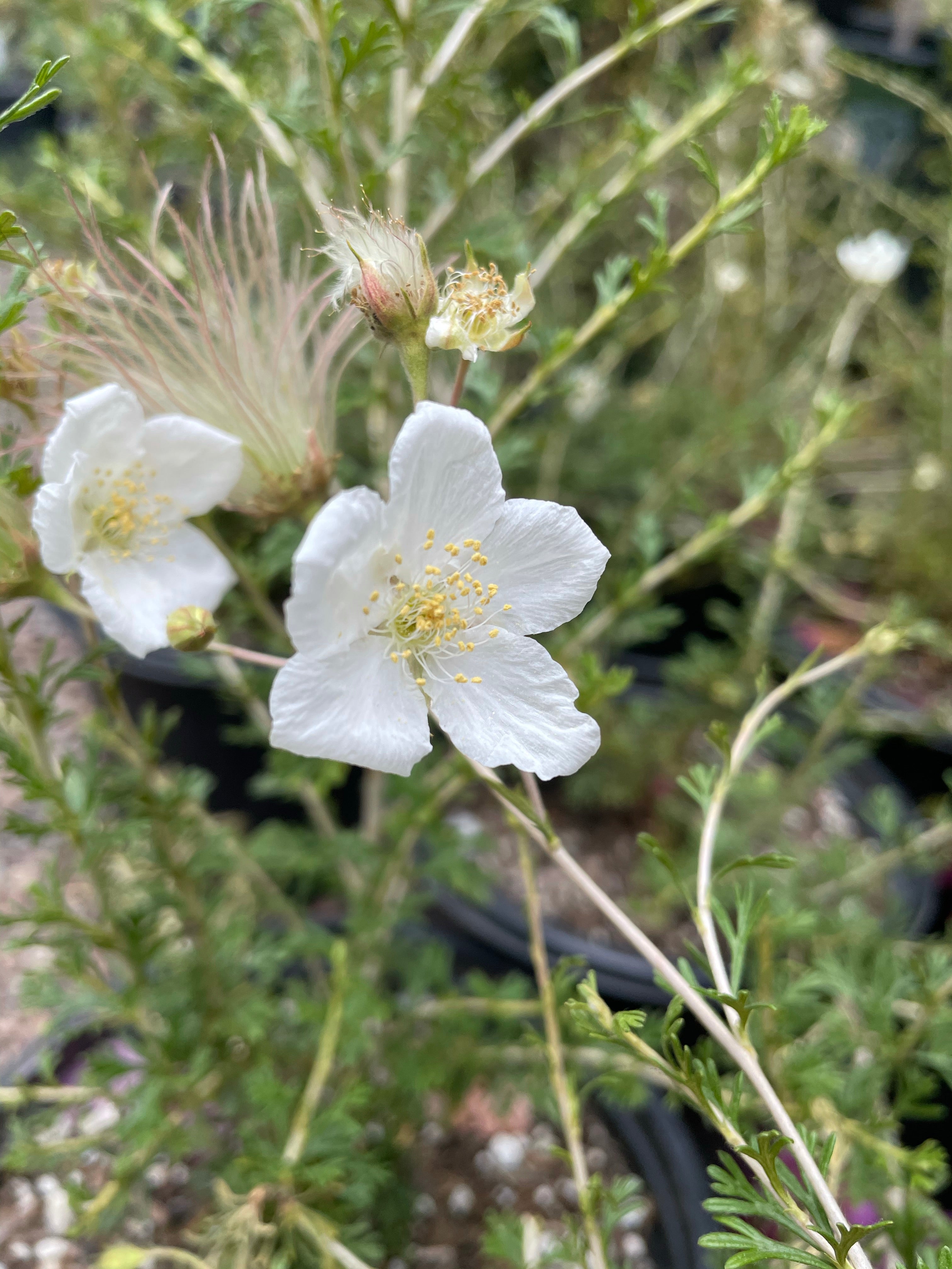 Fallugia paradoxa (apache plume) – Plant Material