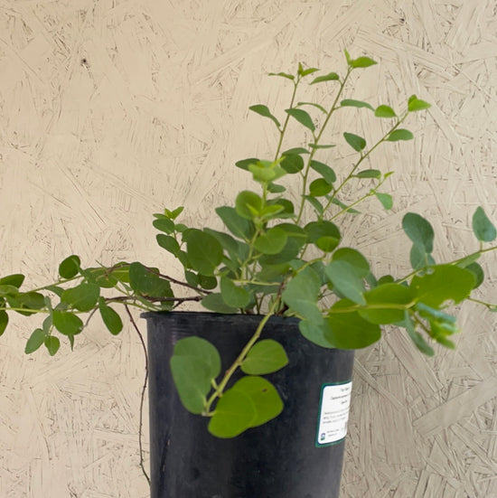 Capparis spinosa var. inermis – Plant Material