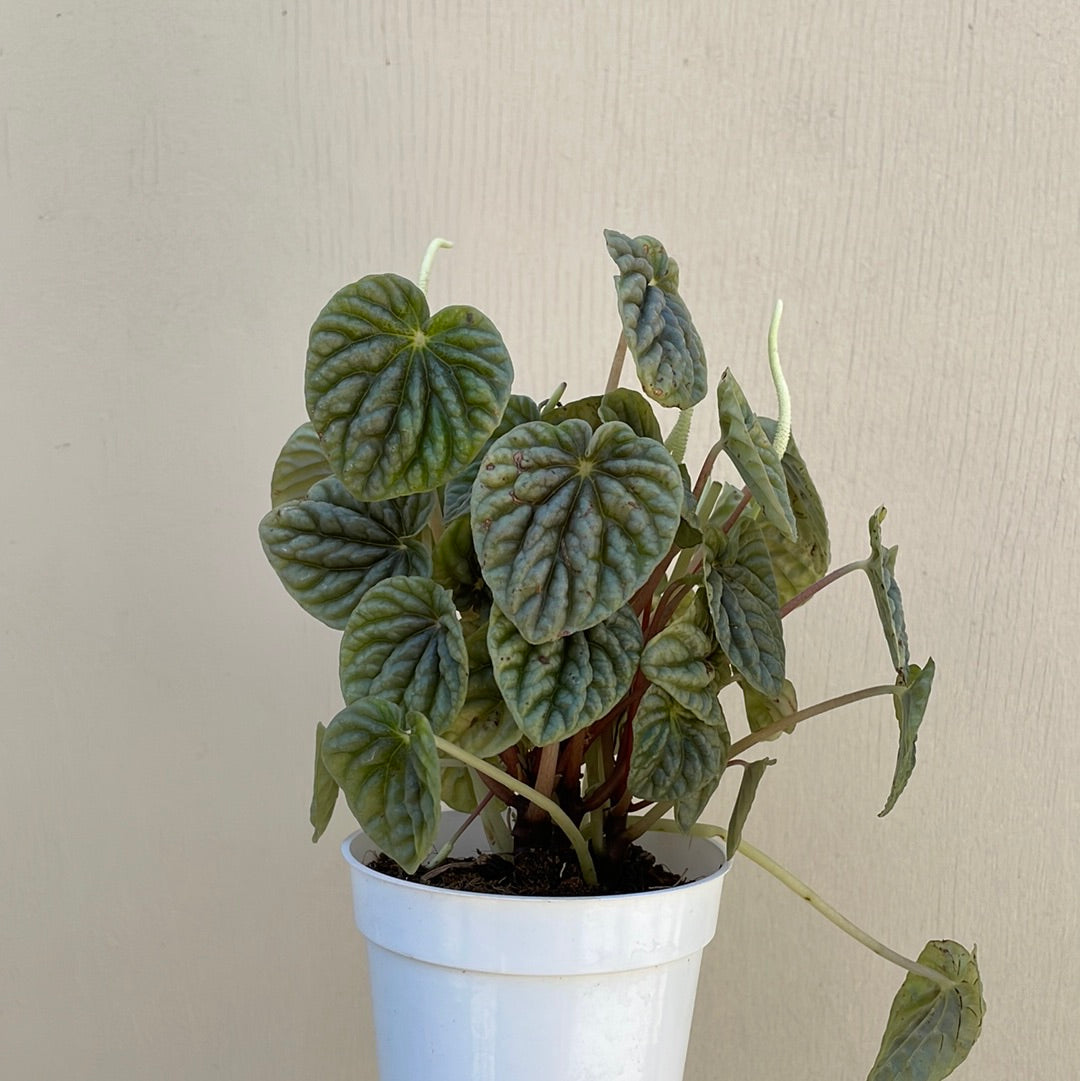 Peperomia Little Toscani – Plant Material