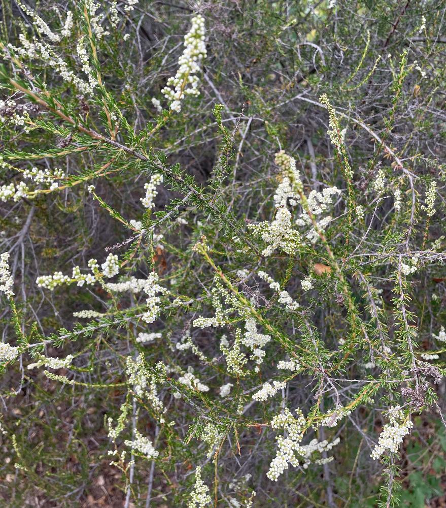 Adenostoma fasciculatum , Chamise – Plant Material