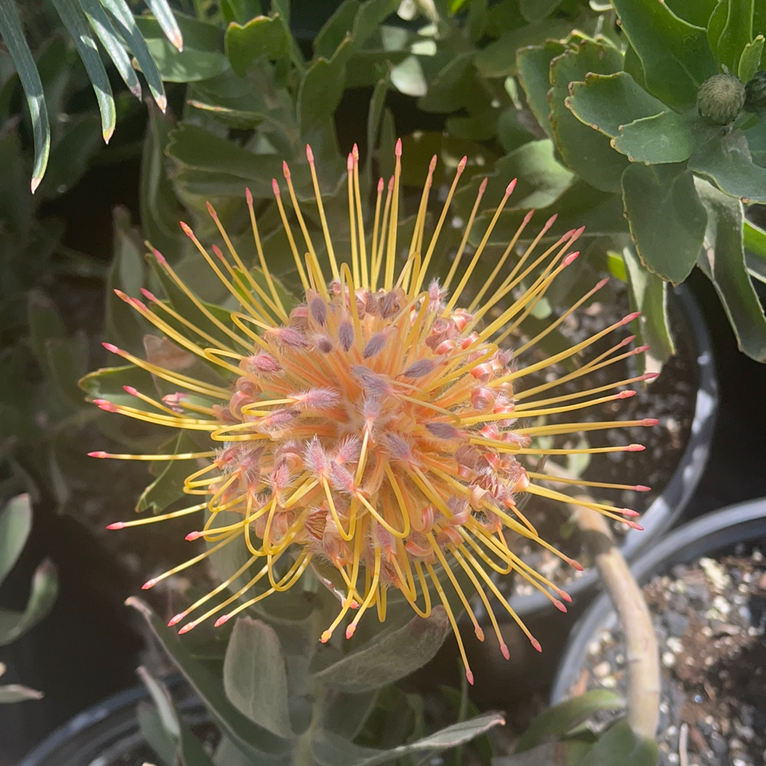 Leucospermum Brandi – Plant Material