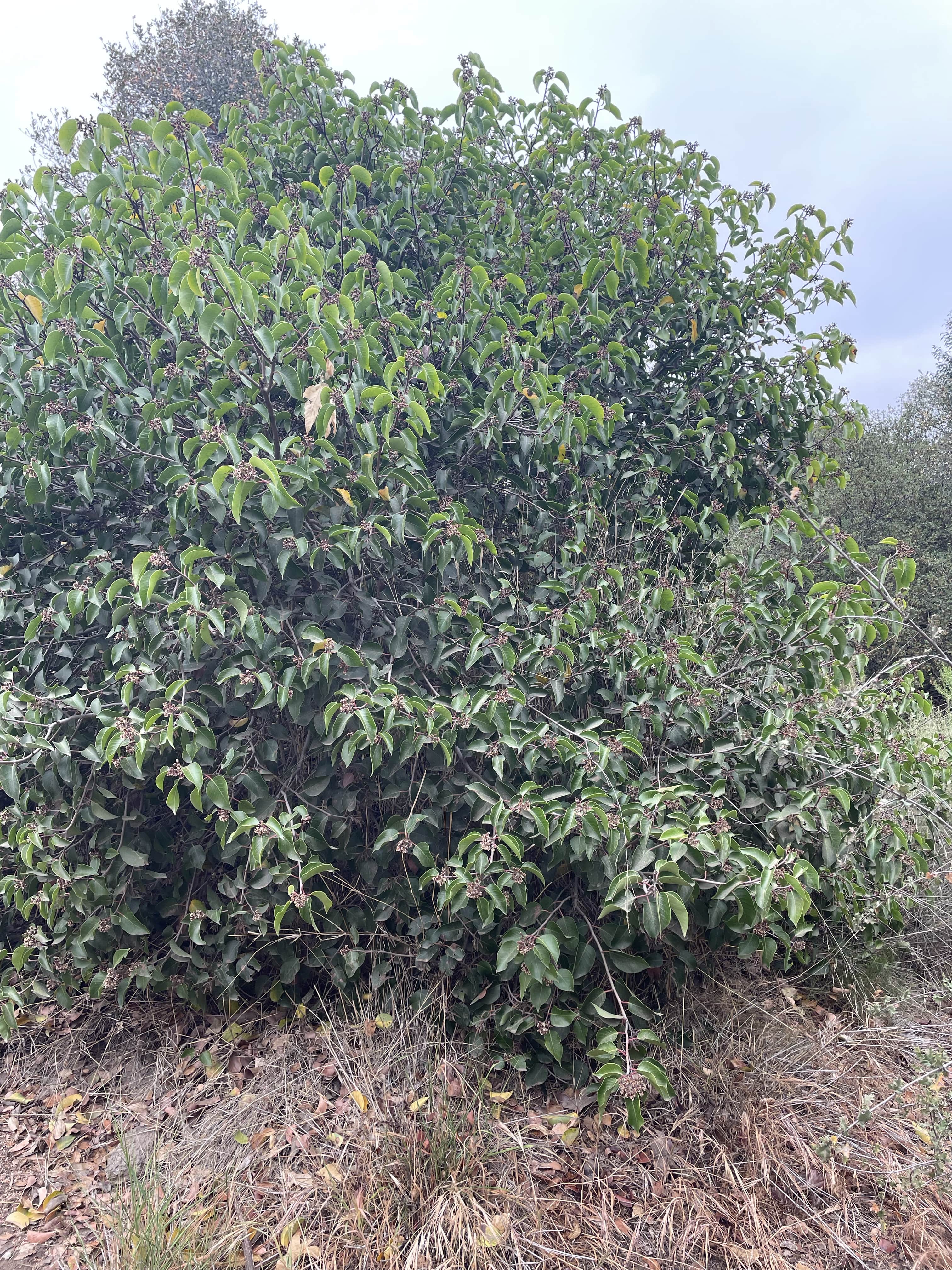 Malosma laurina, Laurel sumac – Plant Material