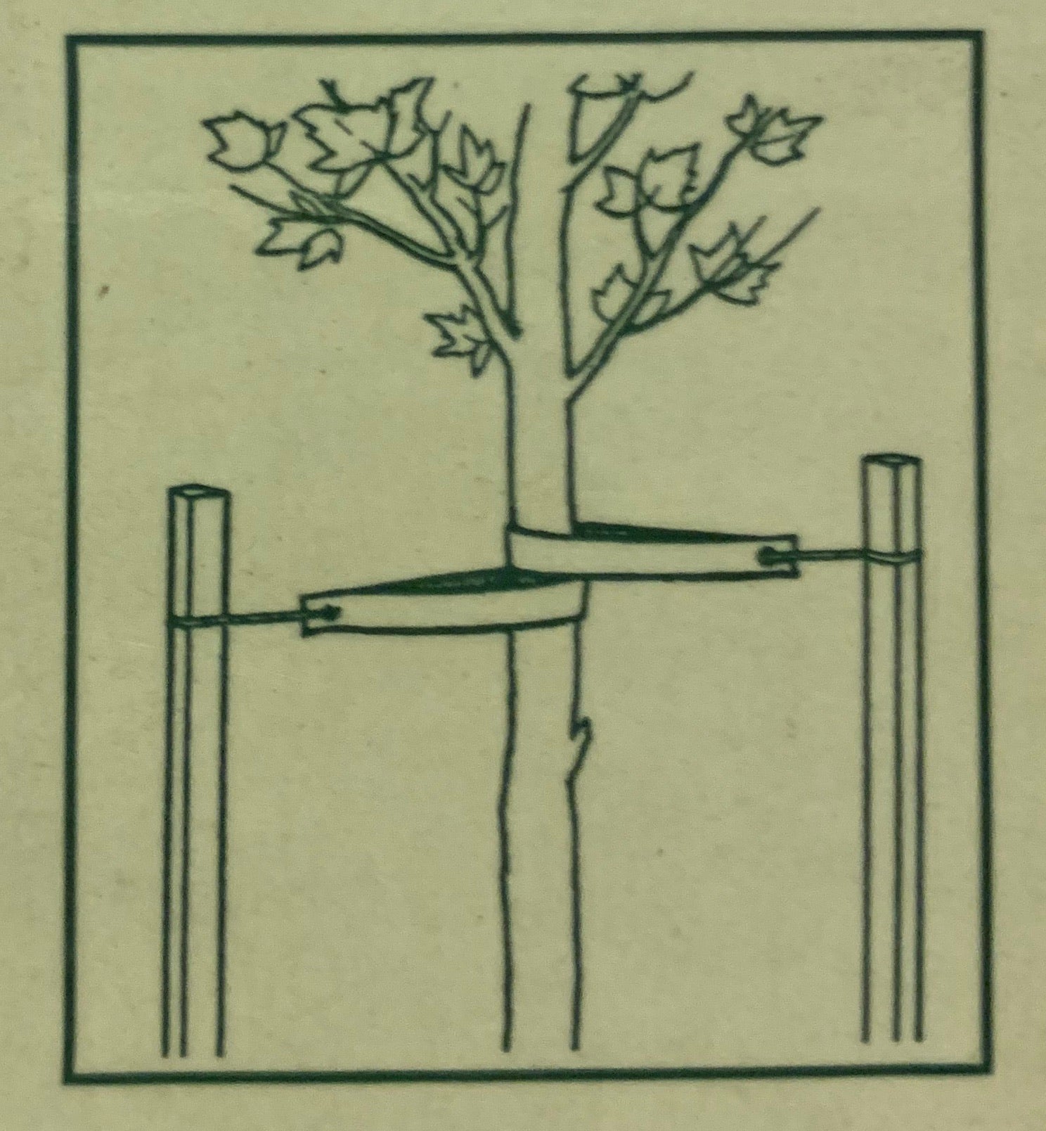 12” tree strap – Plant Material