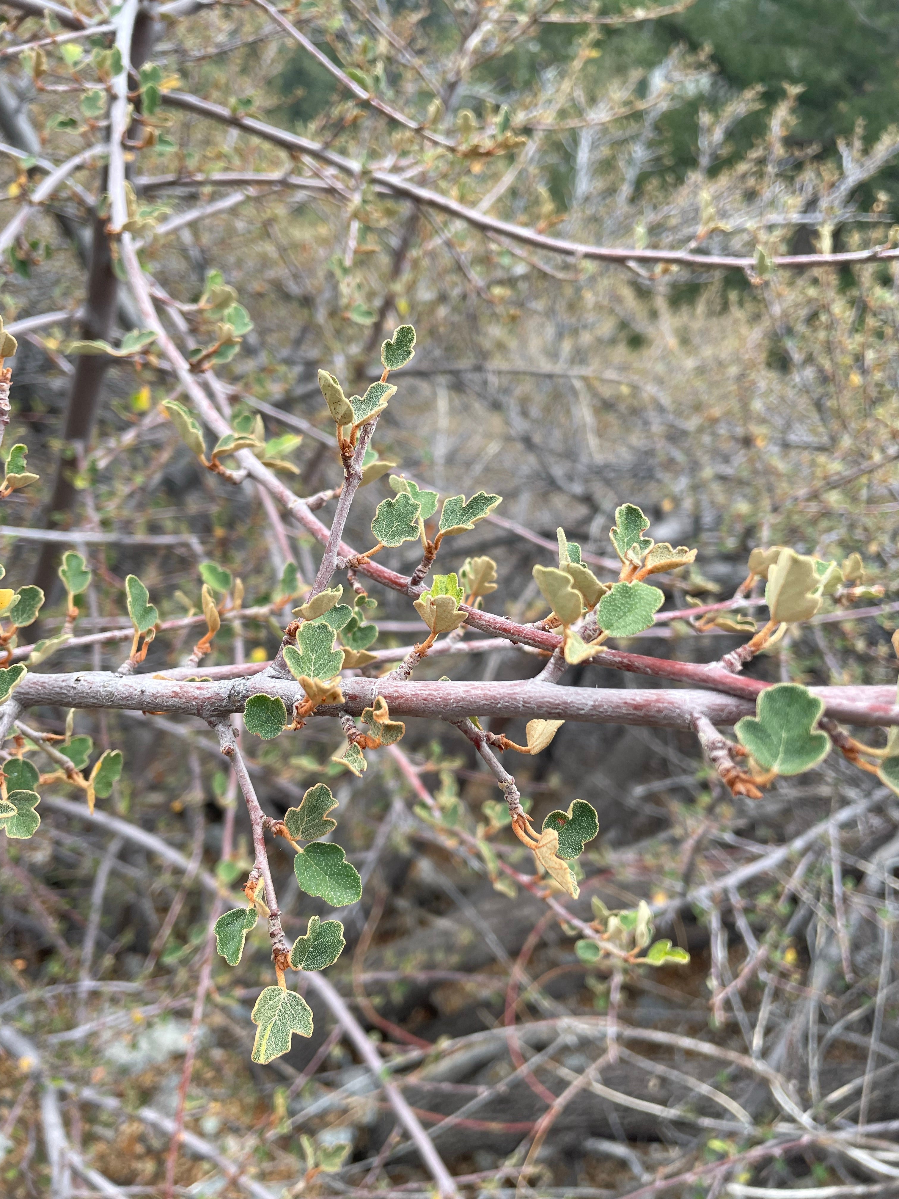 Fremontodendron californicum (Flannel Bush) – Plant Material