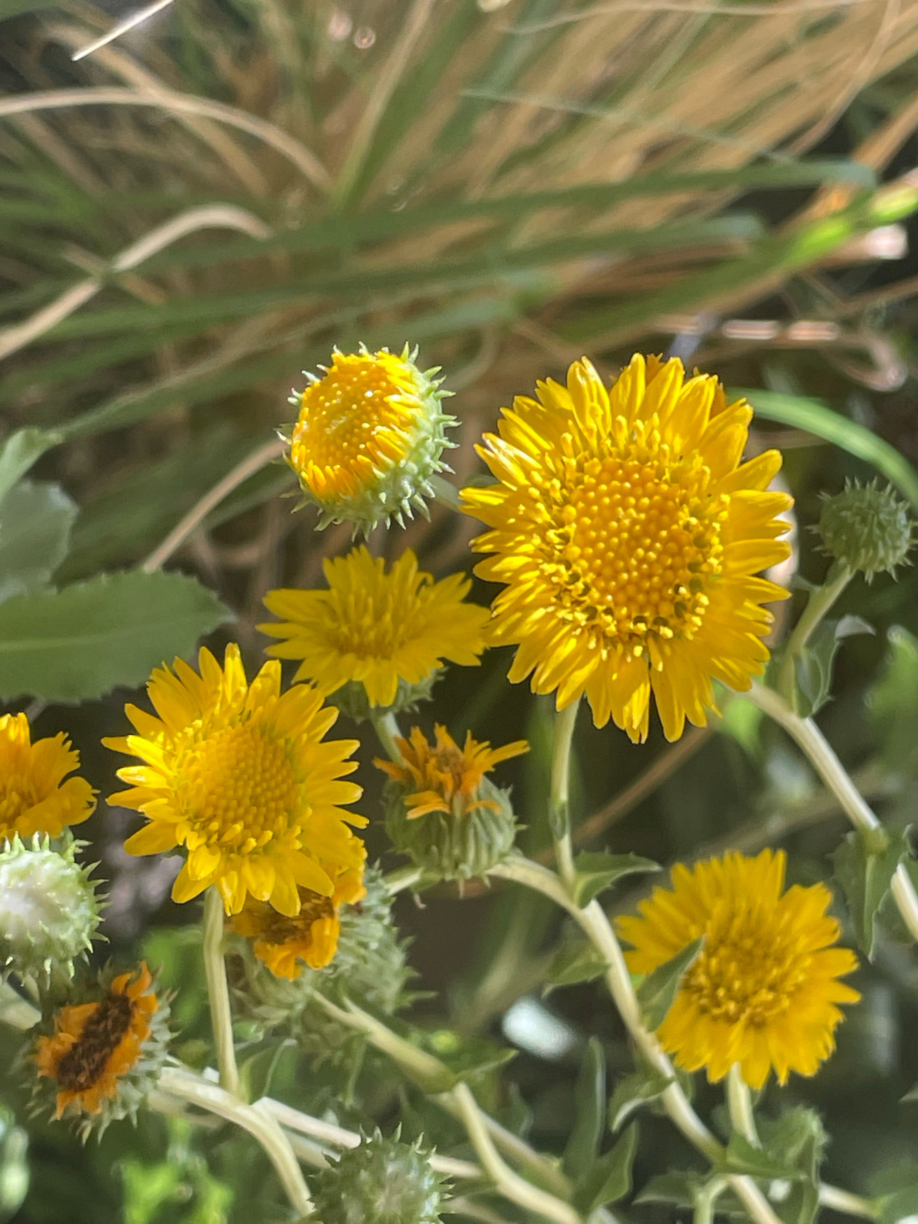 Grindelia camporum, Great Valley Gumweed – Plant Material