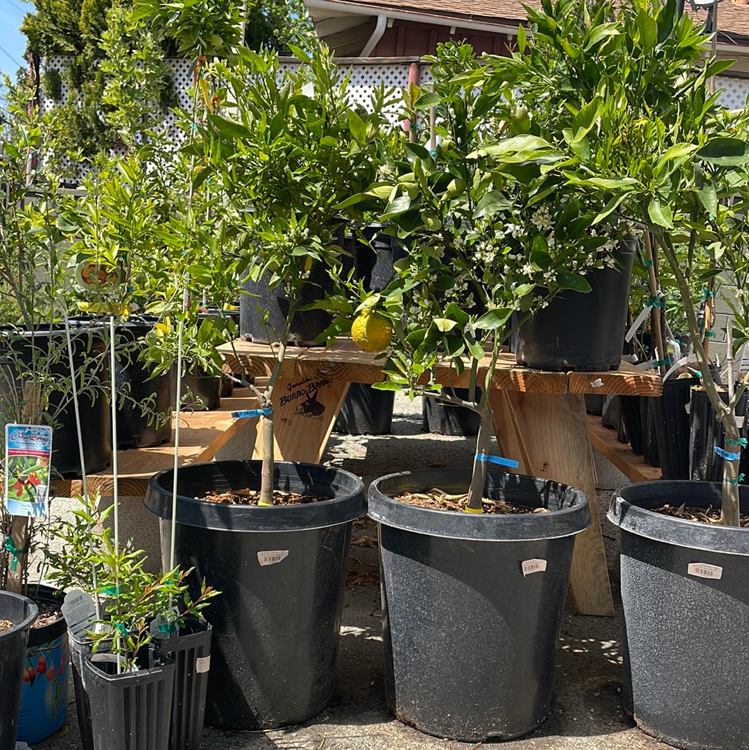 Lee X Nova Mandarin, dwarf – Plant Material